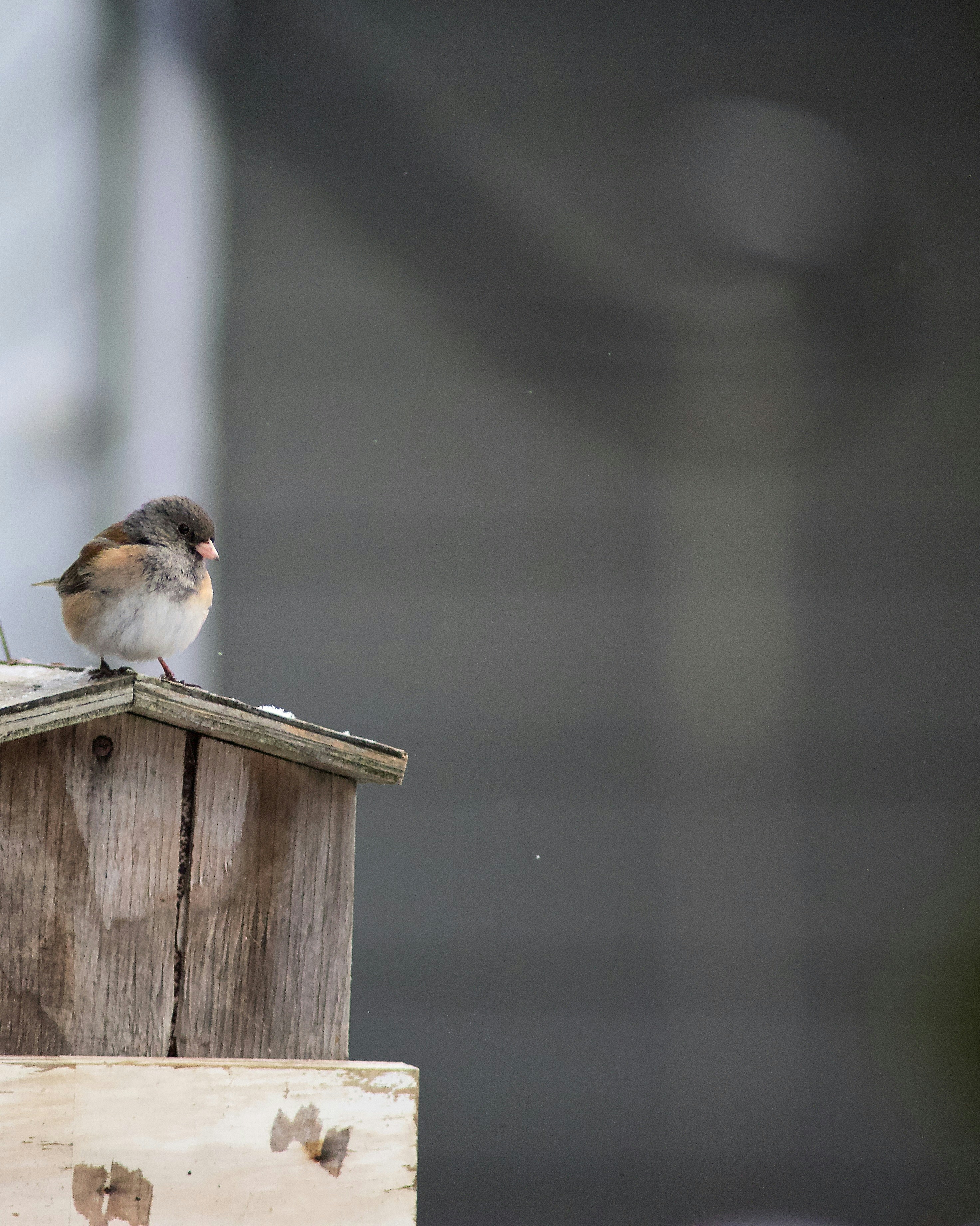 Quiet Sentinel on Weathered Cedar: A House Sparrow Perches on a Winter Birdhouse