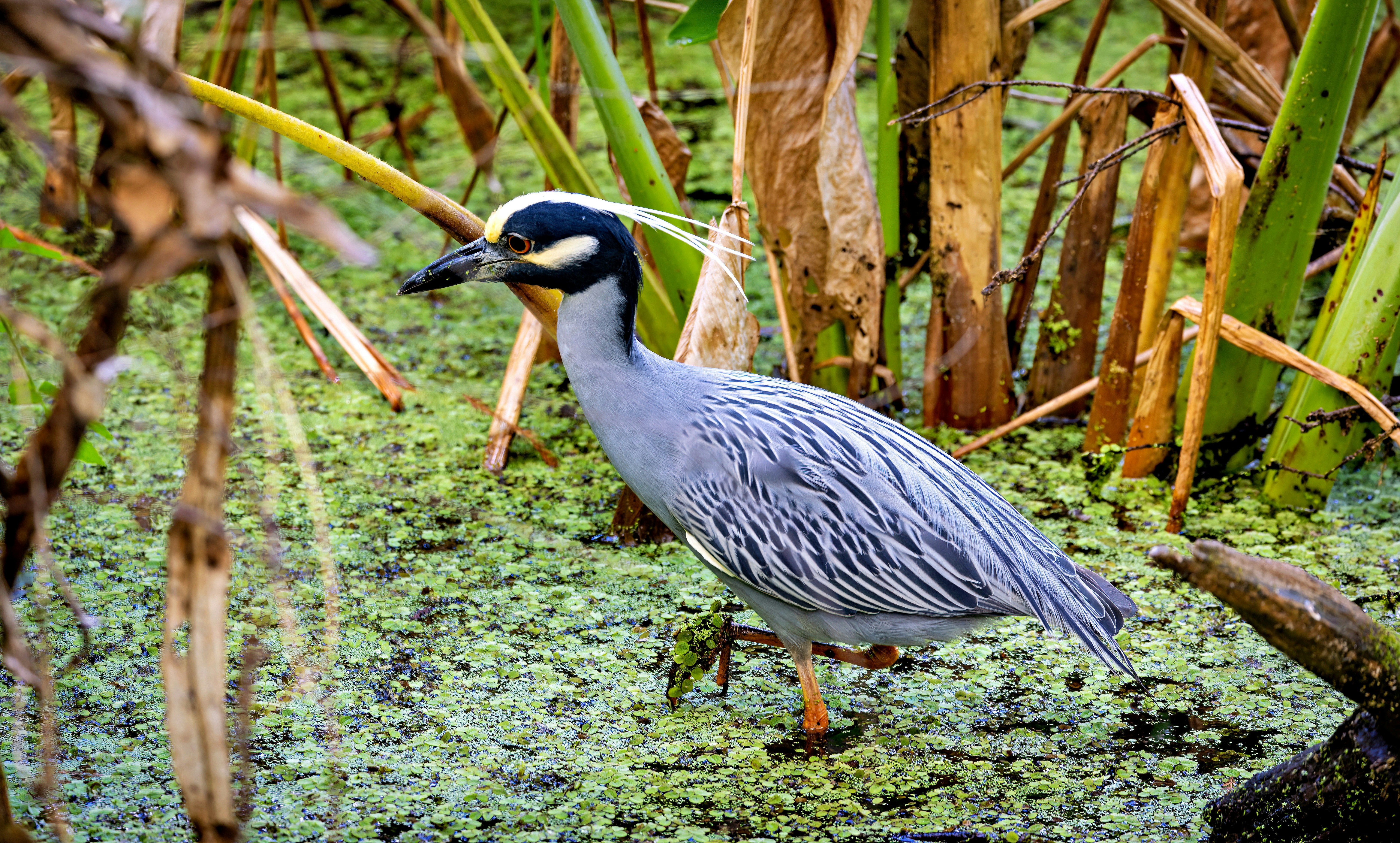 A bird is walking through a swampy area photo – Free Corkscrew swamp ...