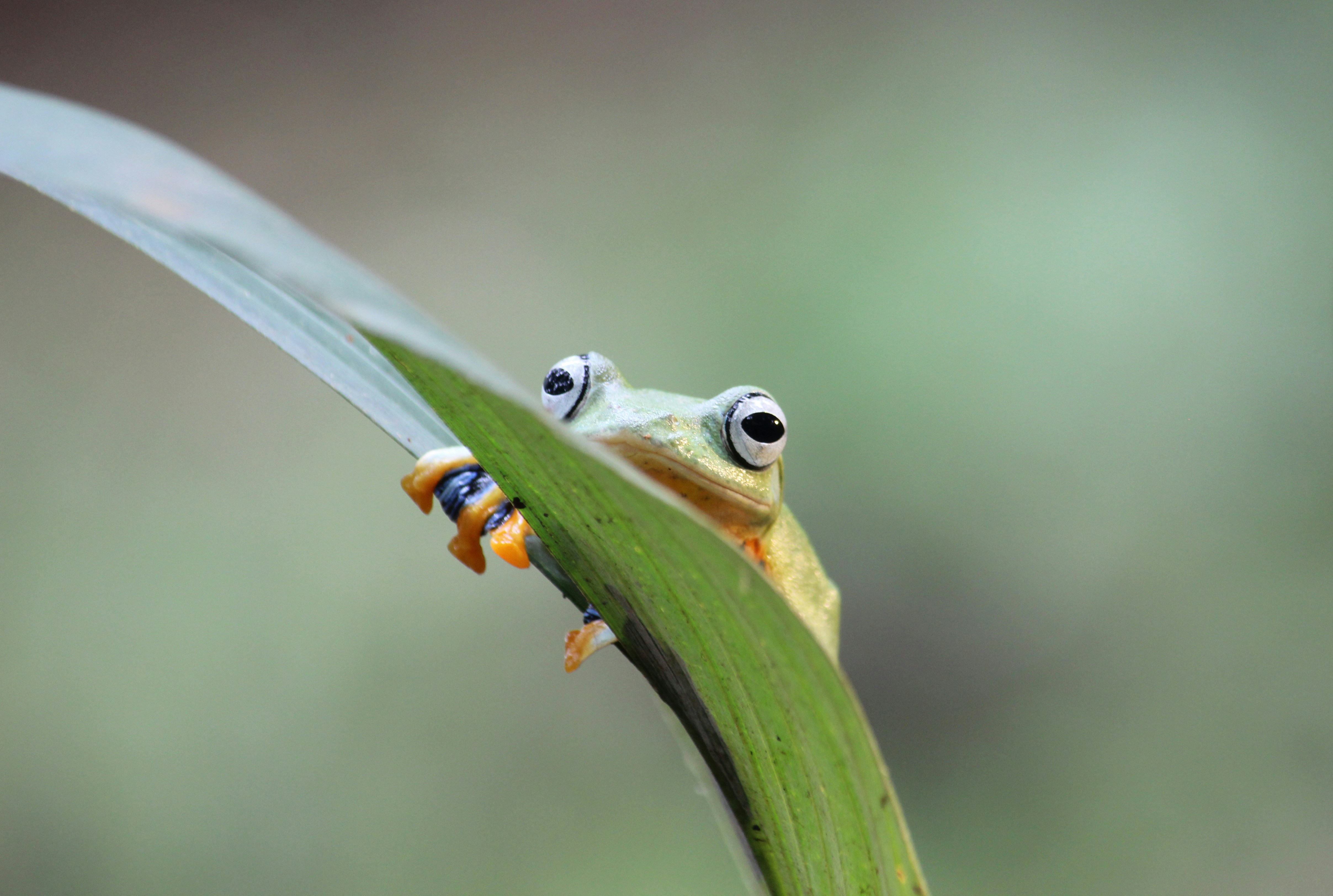 A frog with eyes that look like they are peeking out from behind a leaf ...