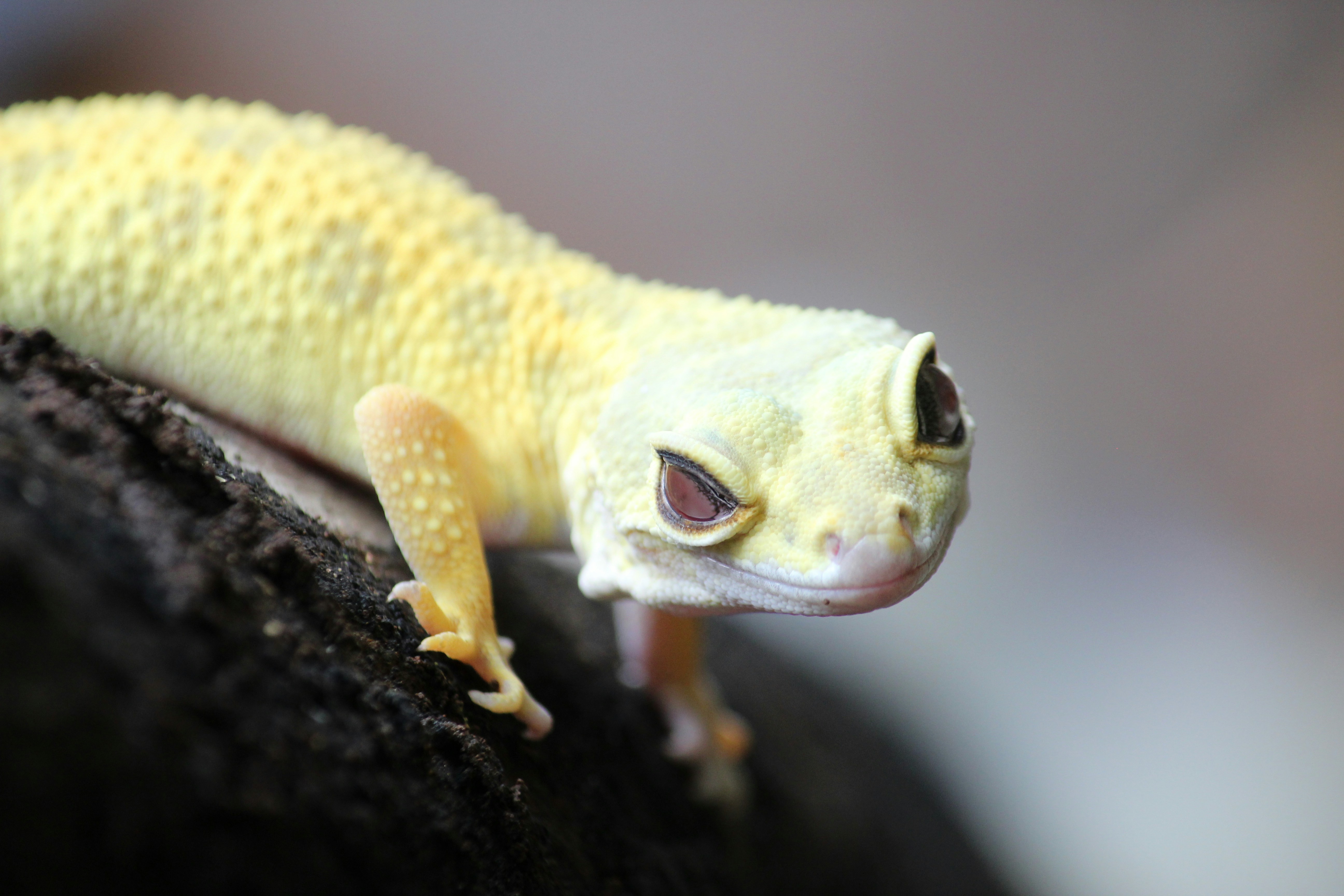 A small yellow gecko sitting on top of a rock photo – Free Animal Image ...
