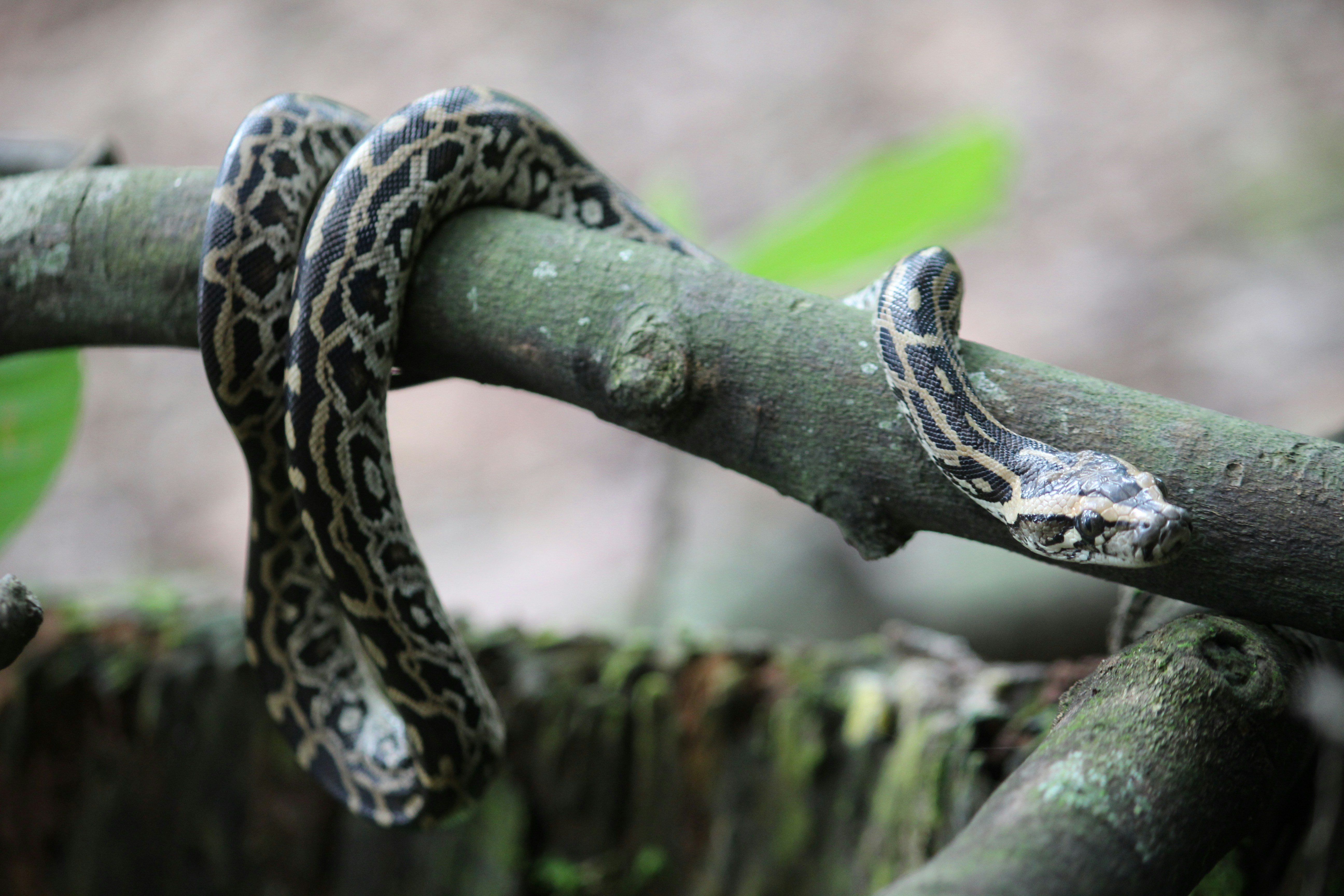A python gracefully draped over a branch, blending with its natural surroundings in a lush forest. The intricate patterns of its scales are highlighted against the vibrant greenery.