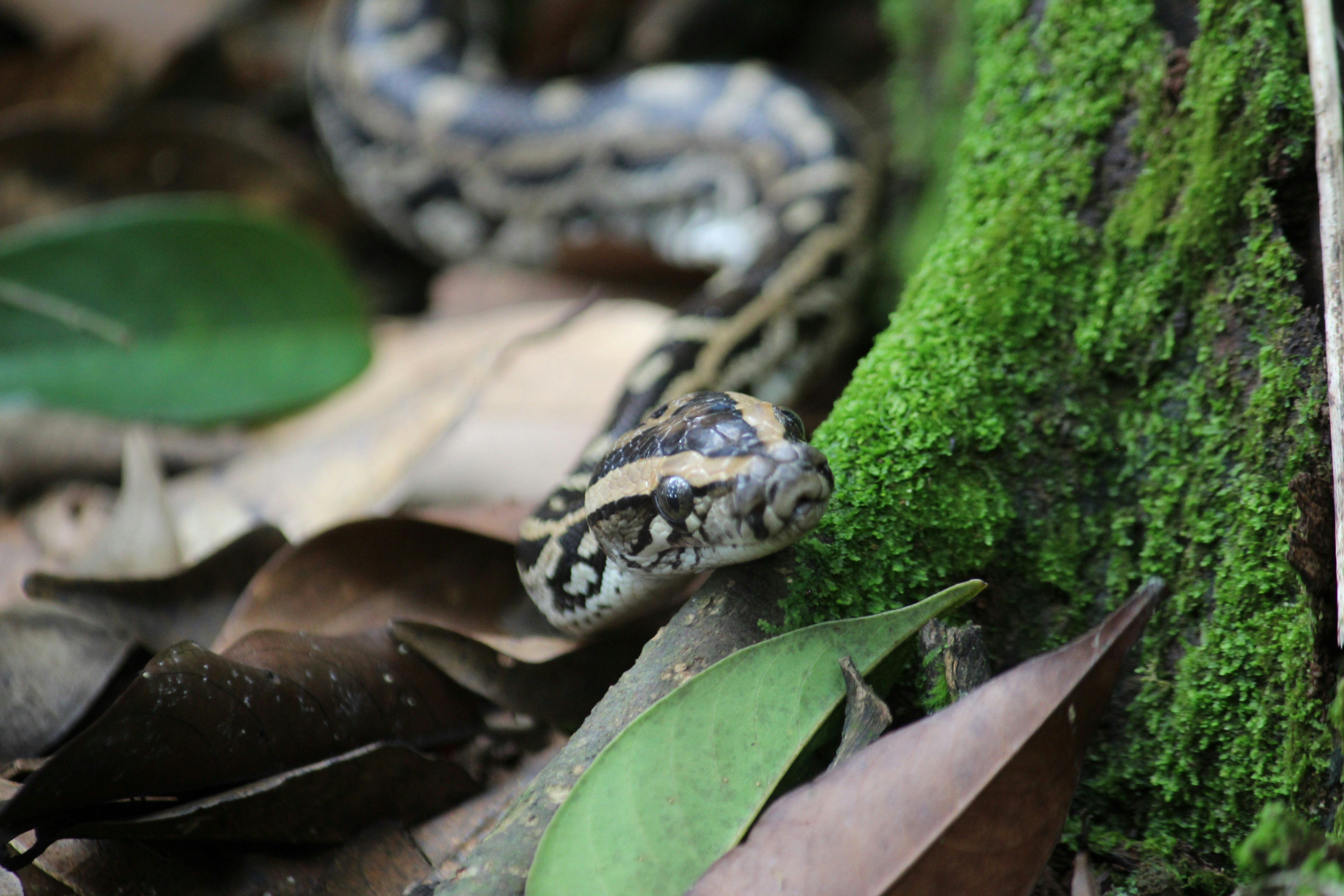 Python Reticulatus Photos | Télécharger des images gratuites sur Unsplash
