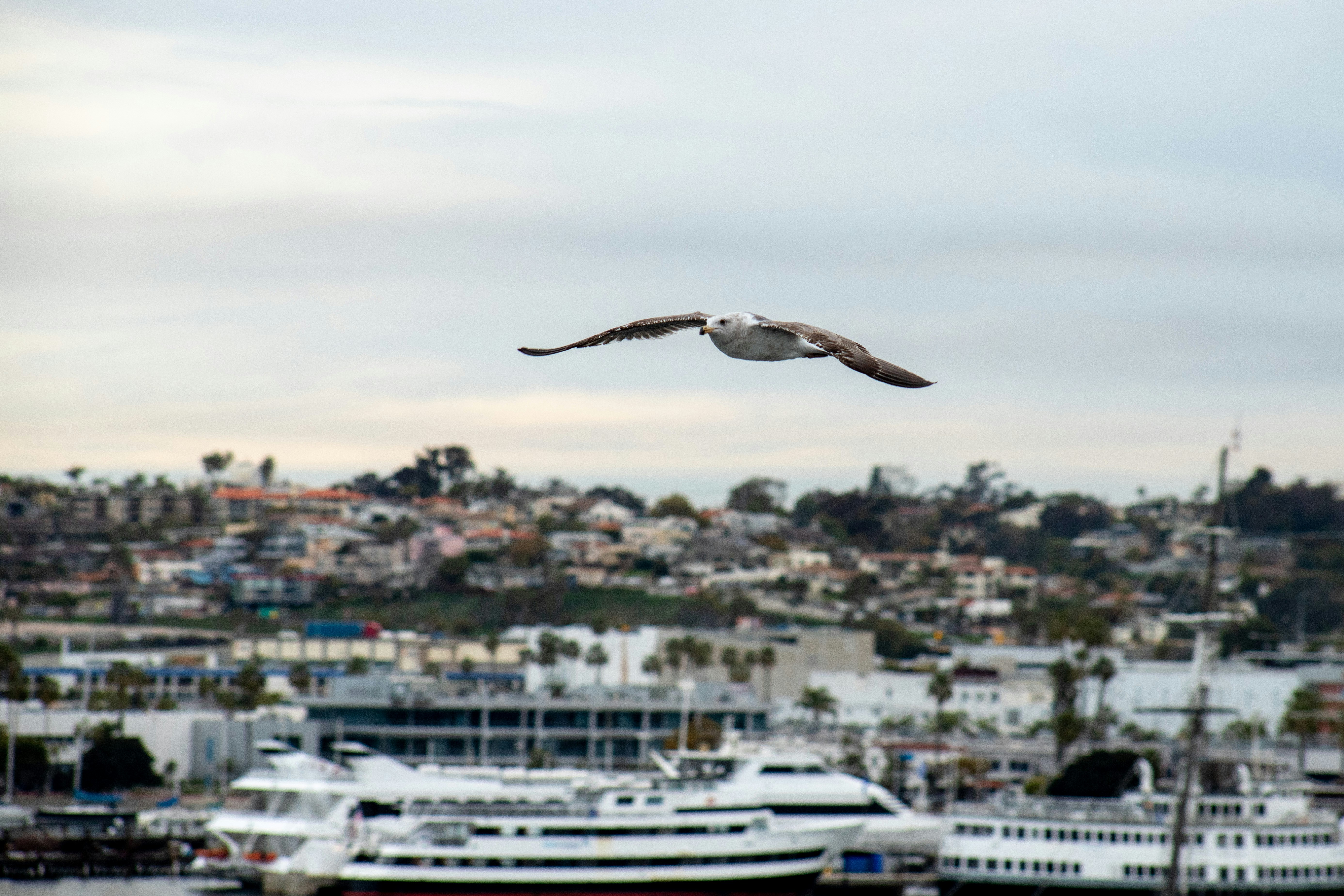 A seagull flying over a harbor filled with boats photo – Free Bird ...