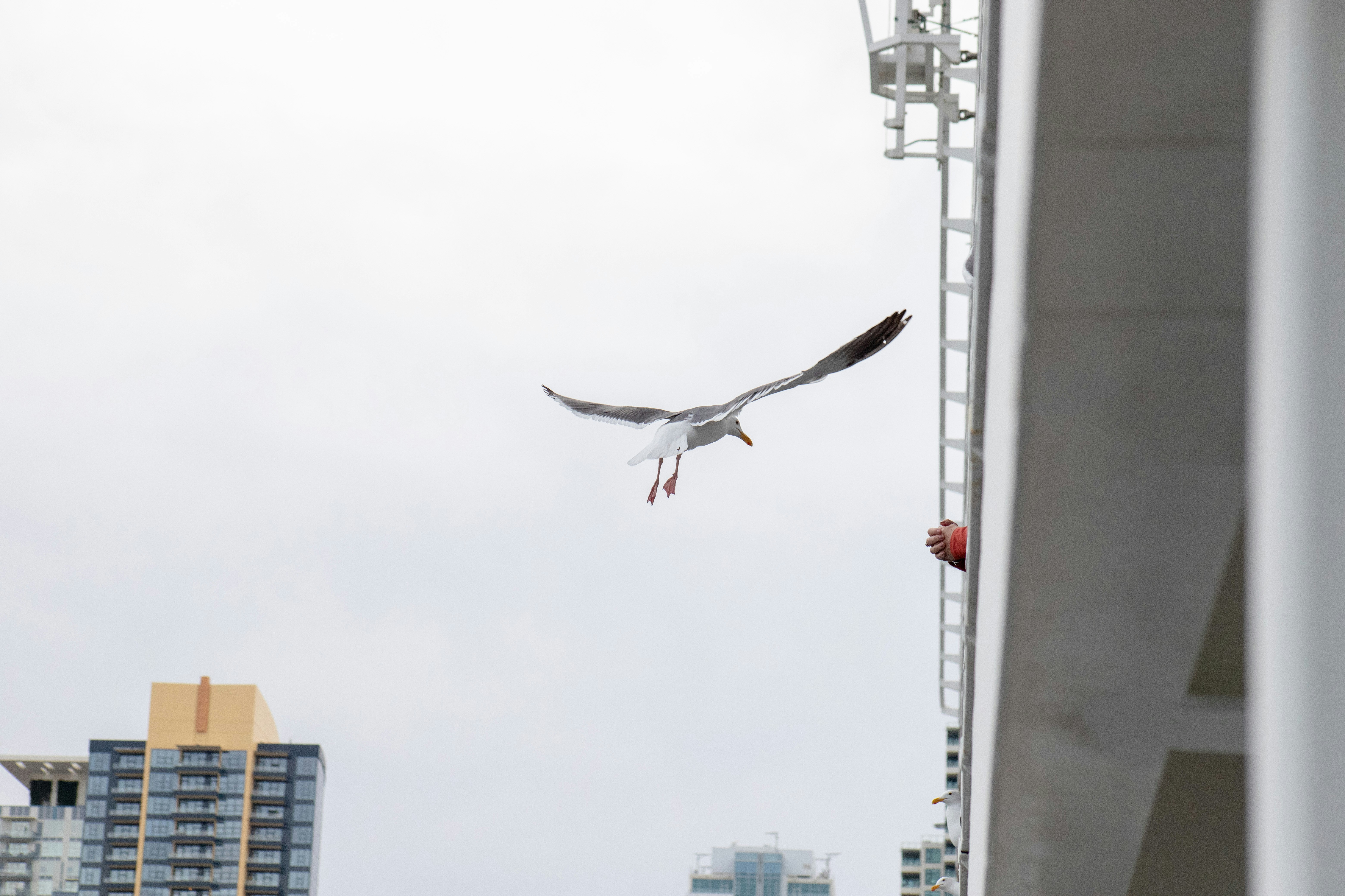 a seagull flying over a city with tall buildings