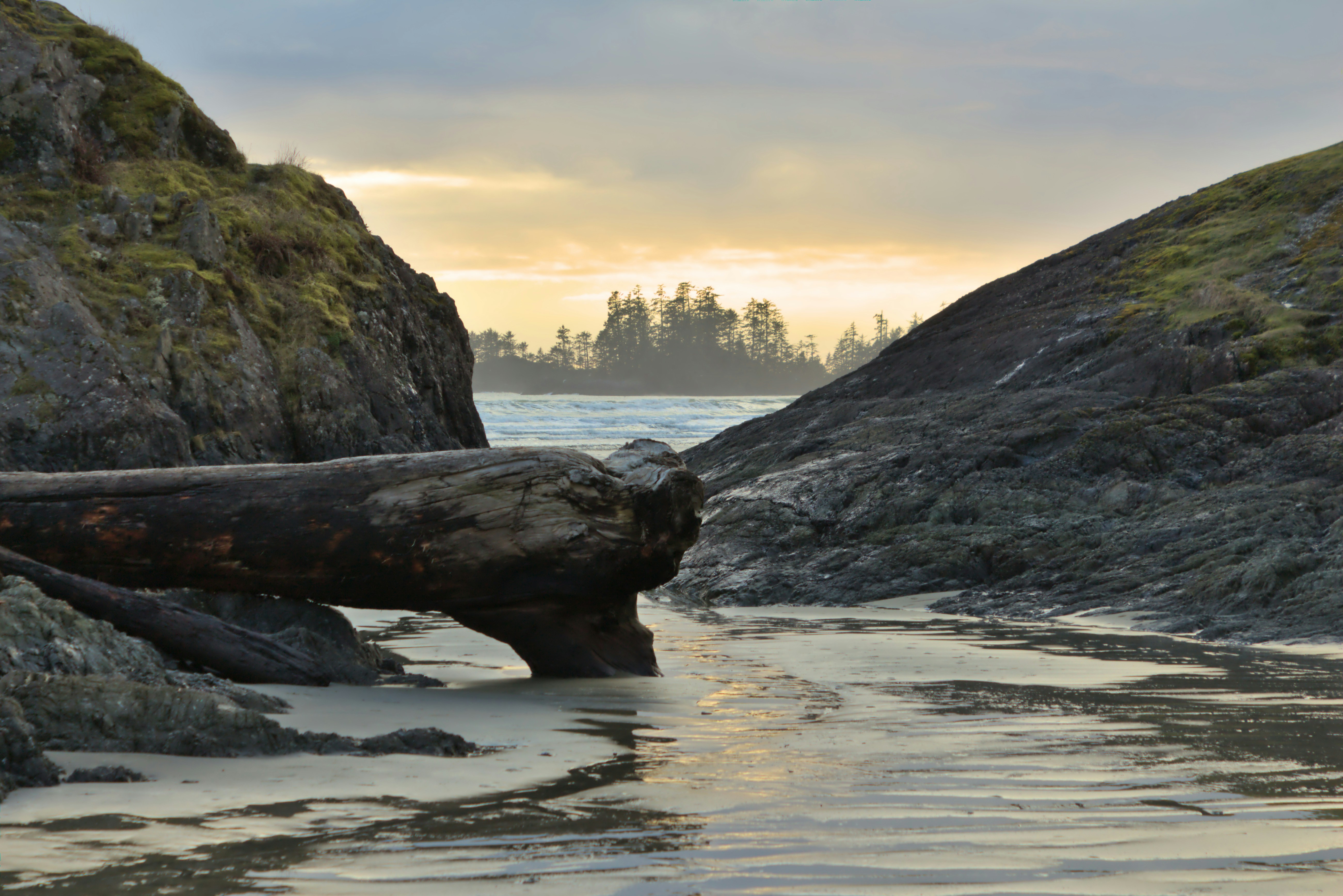 A log sticking out of a body of water photo – Free Tofino Image on Unsplash