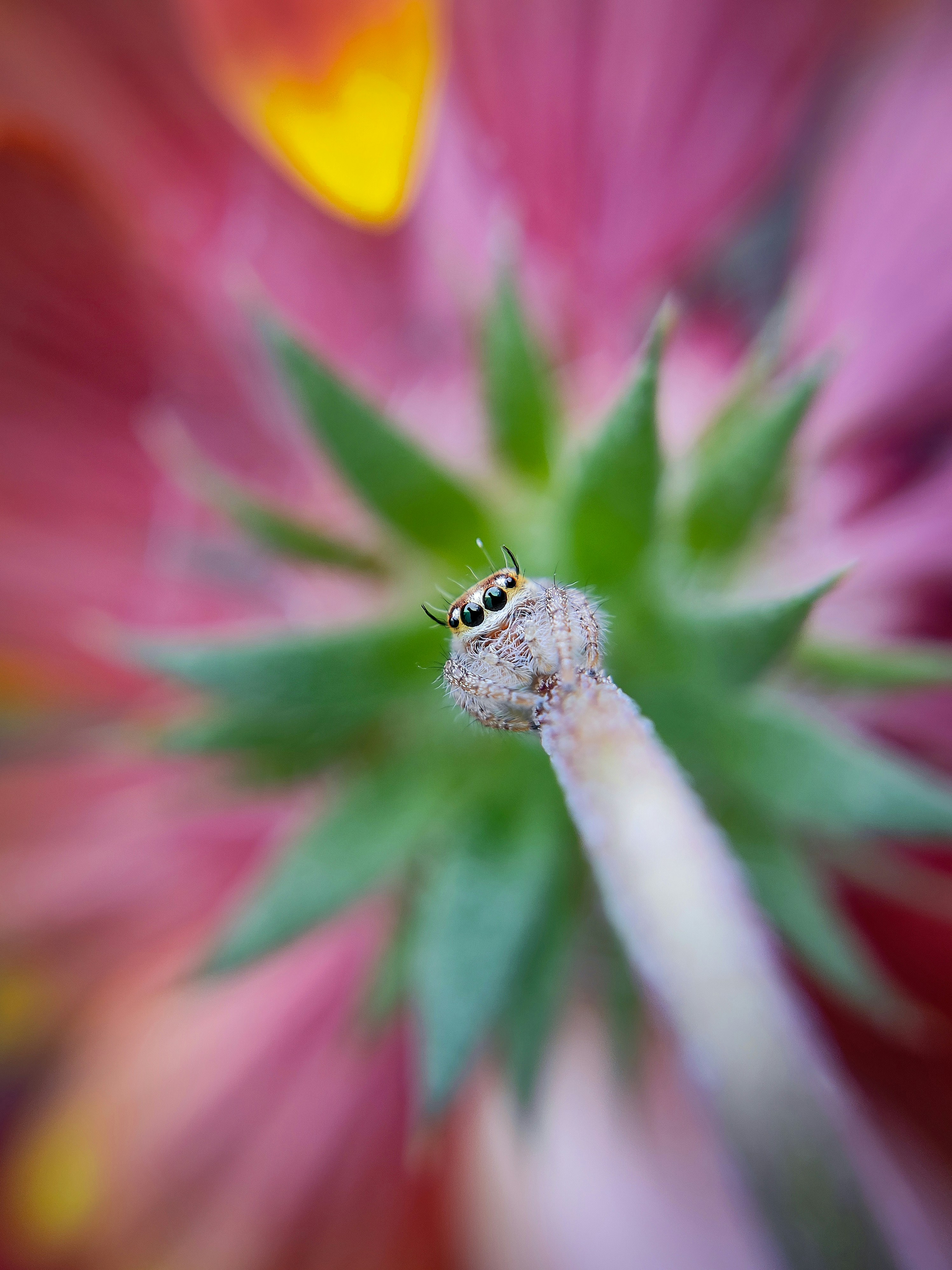 Eyes in Focus: Macro Portrait of a Jumping Spider on a Velvet Bloom