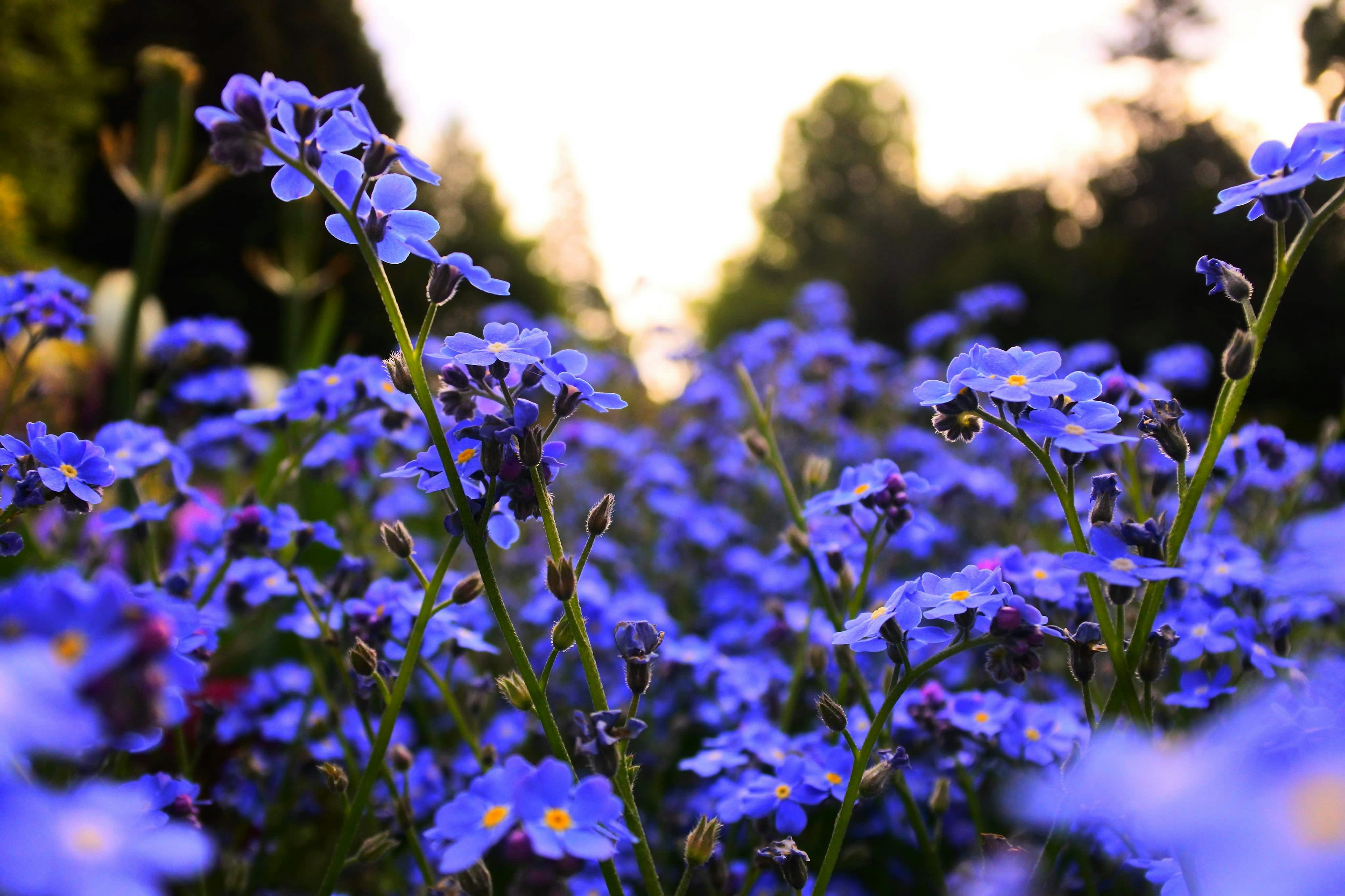 Un campo de flores azules con árboles al fondo foto – Imagen de Flor ...