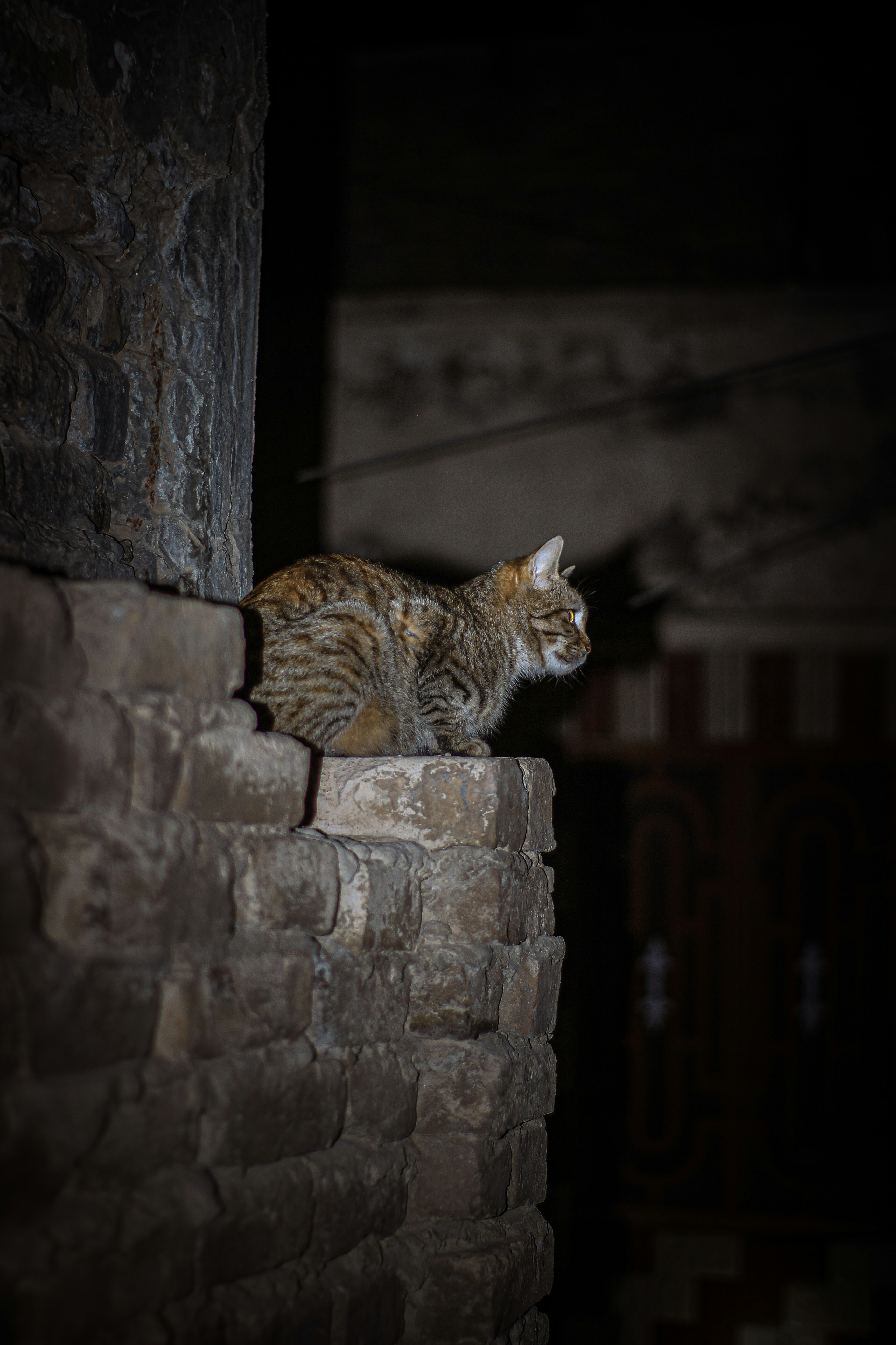 Cat on the Stone Balcony: Nightwatch in Shadowed Architecture