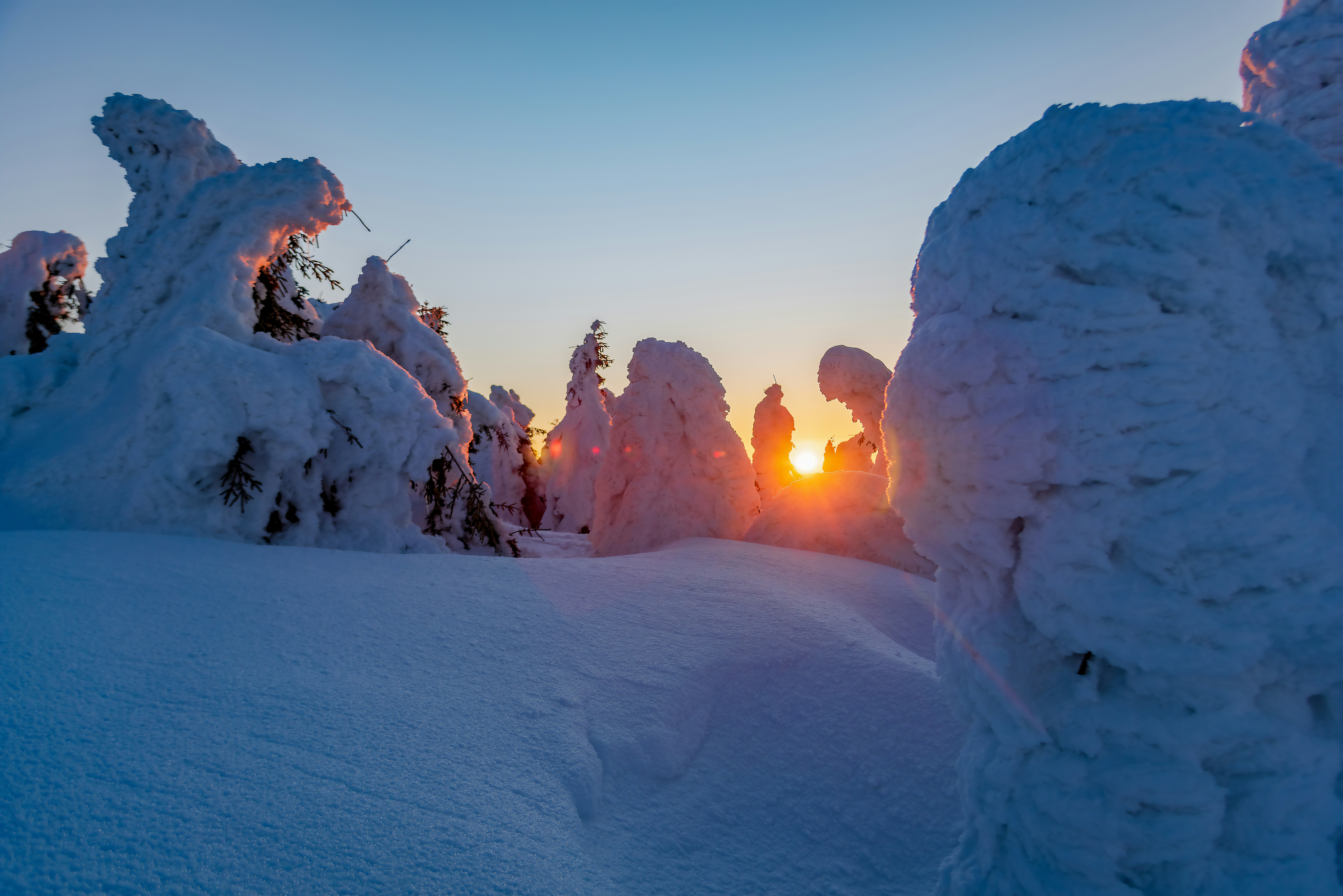 The sun is setting in the distance behind some snow covered trees photo ...