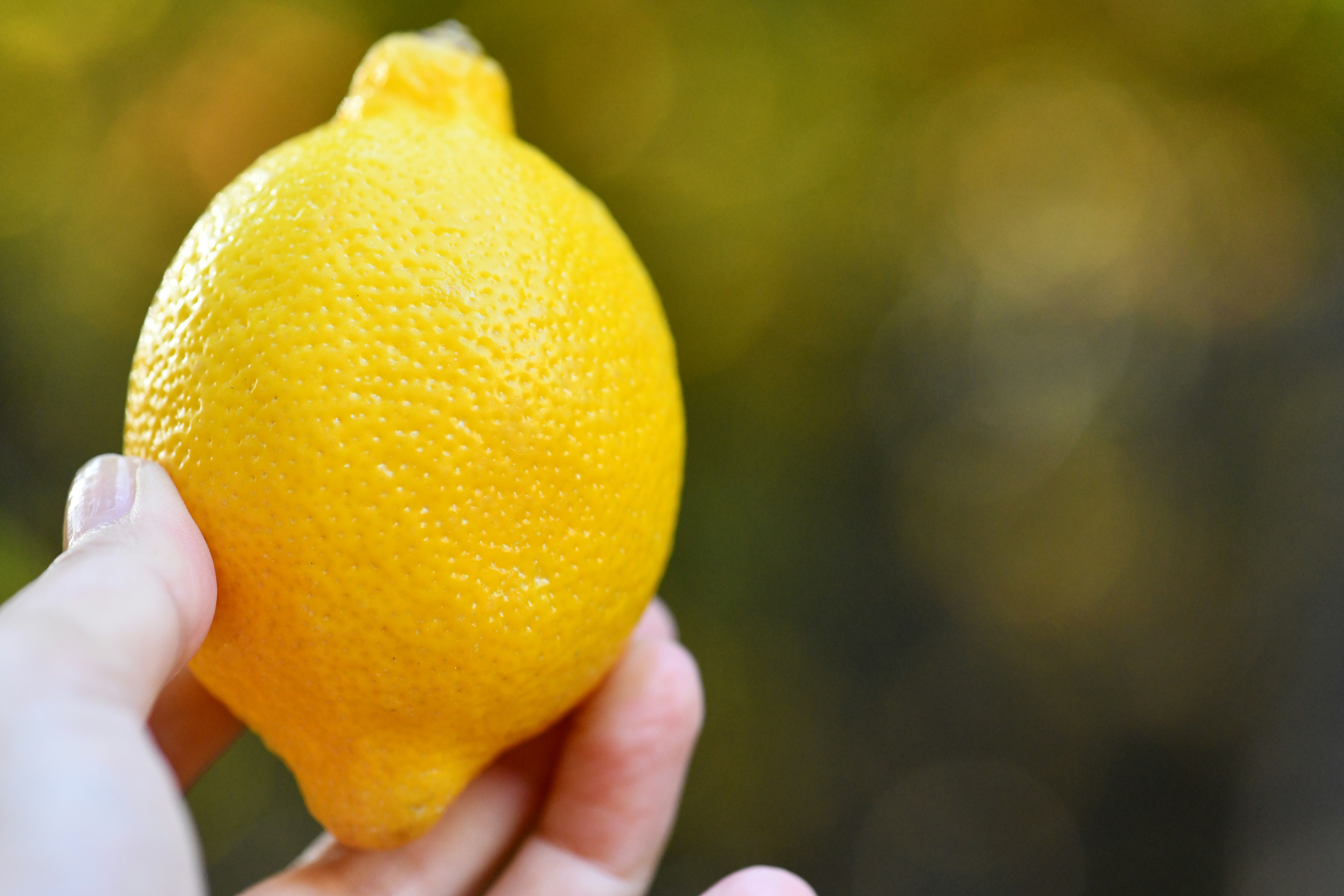 A person holding a lemon in their hand photo – Free Citrus fruit Image ...