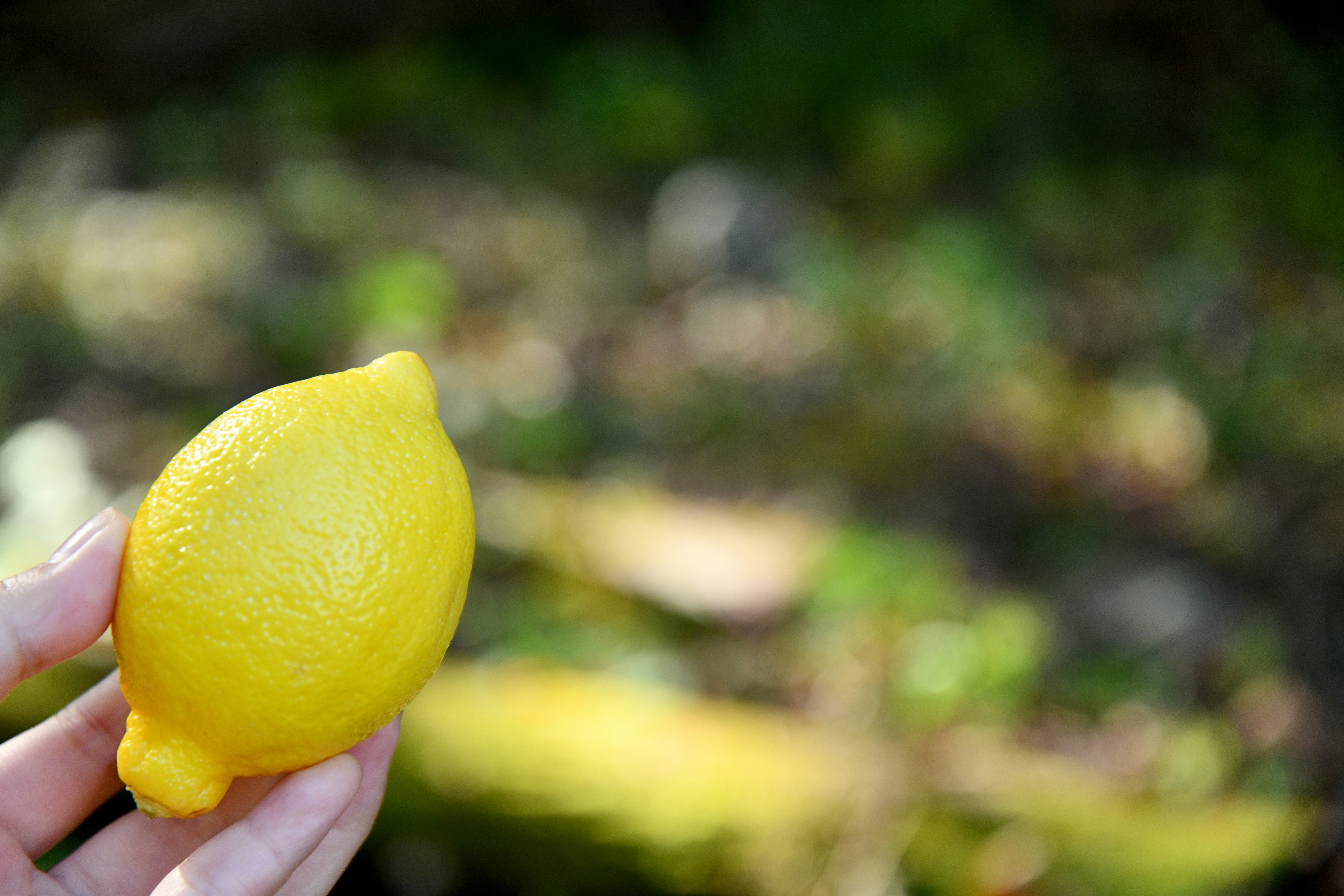 Sunlit Lemon, Handheld Moment Against a Velvet Green Blur