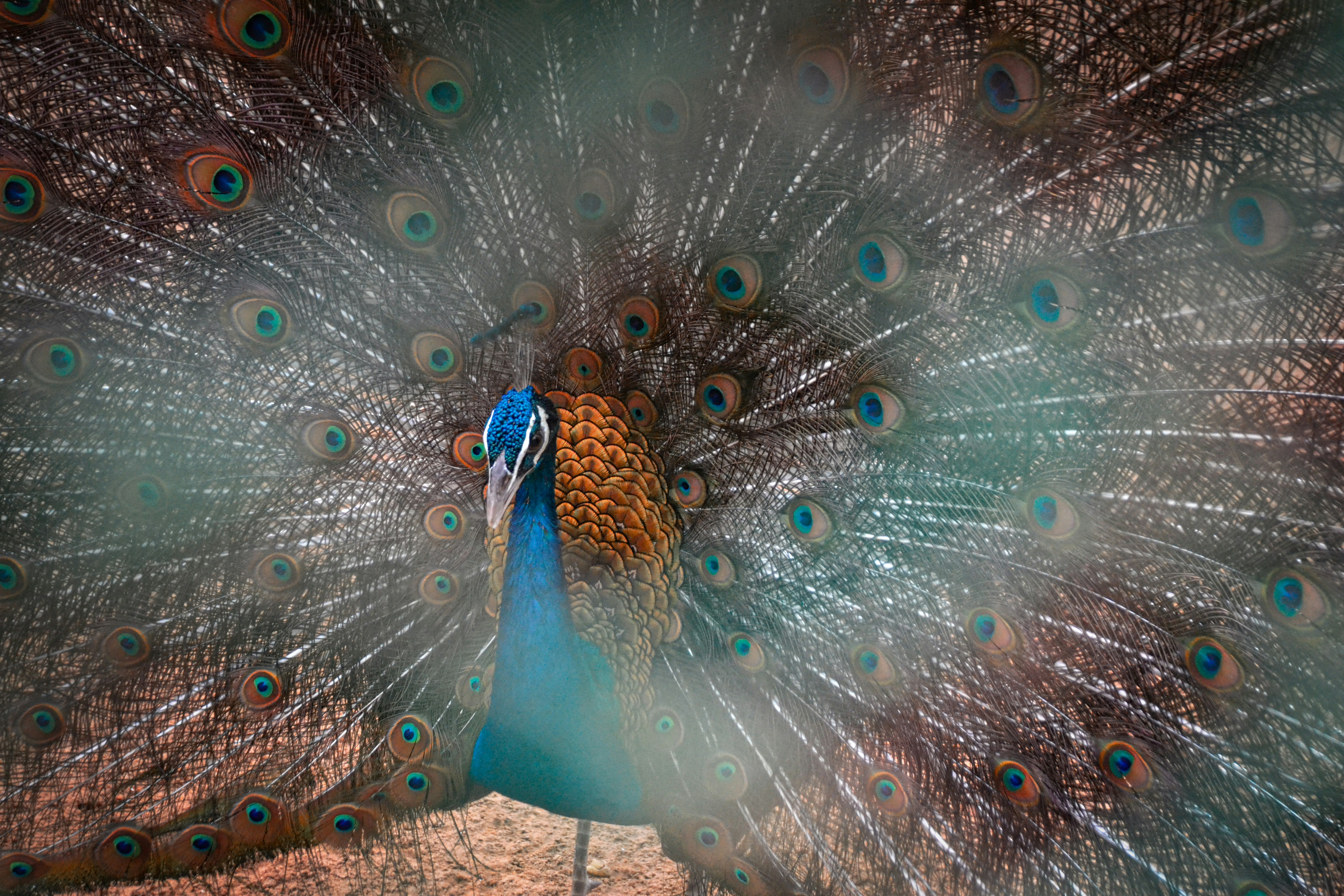Centre Stage: The Peacock's Blue Crest Surrounded by an Eye-Patterned Fan