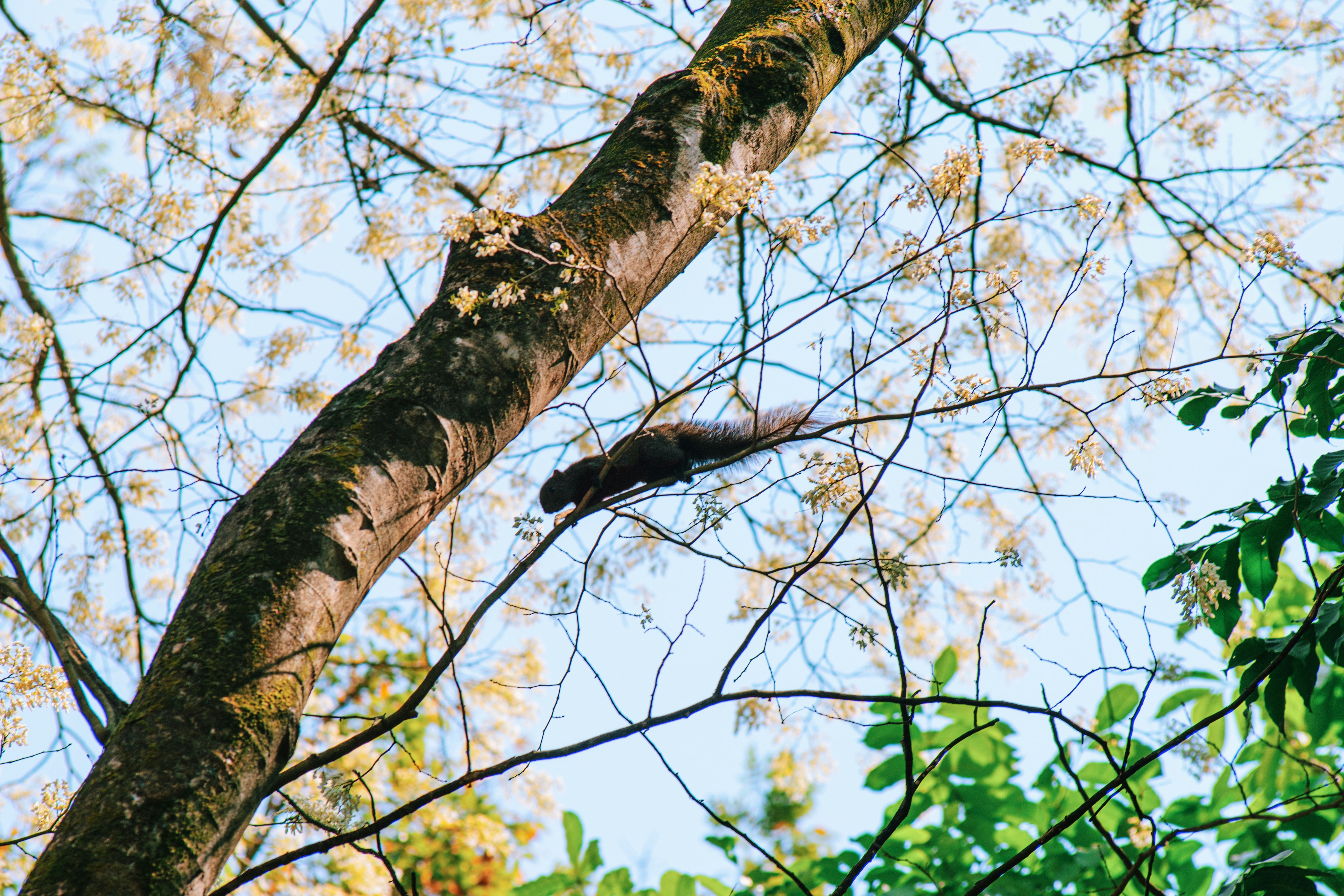 Sunlit Diagonal: Tiny Creature Clings to Mossy Bark Against a Clear Sky
