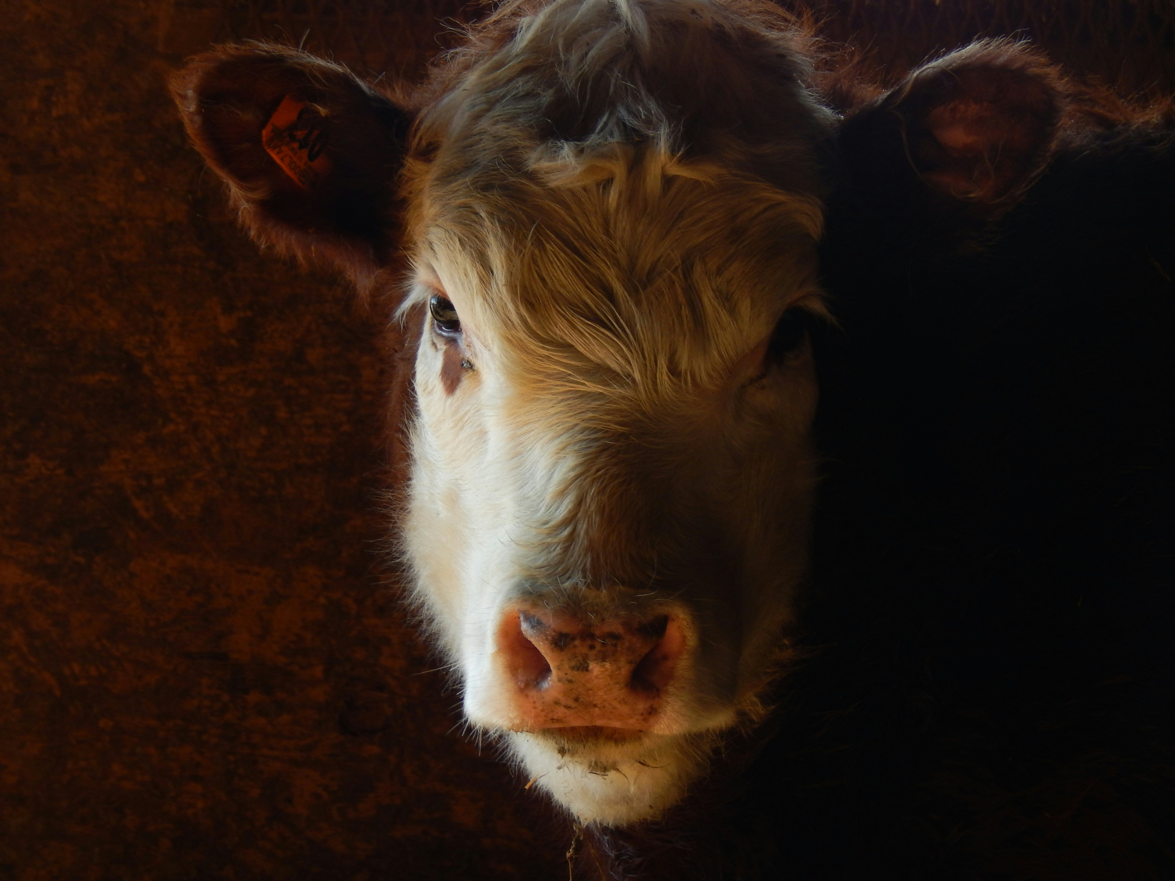 Close-up of a cow's face bathed in warm amber light inside a dim stall.