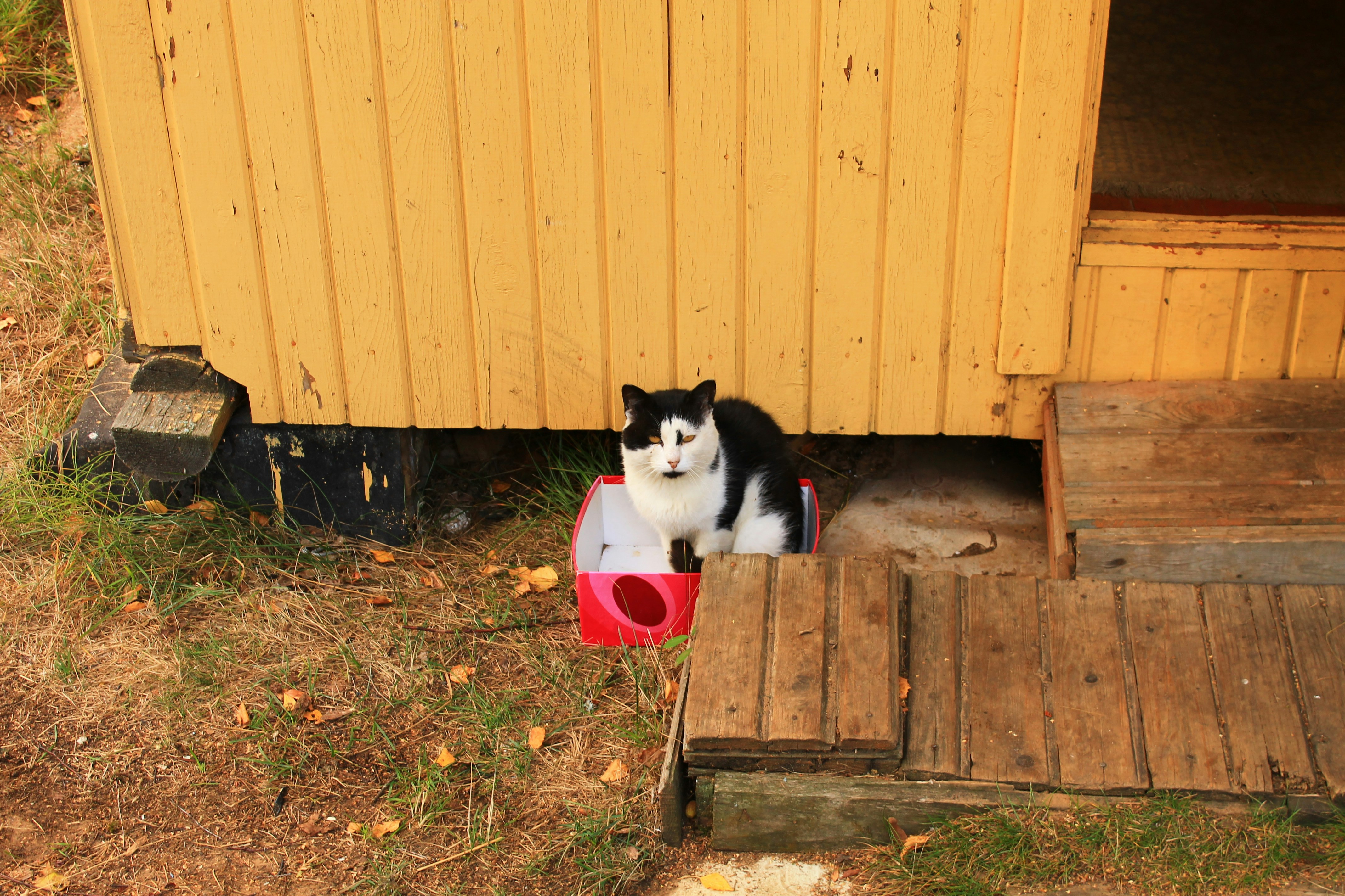 Cozy Hideaway: A Cat's Autumn Retreat