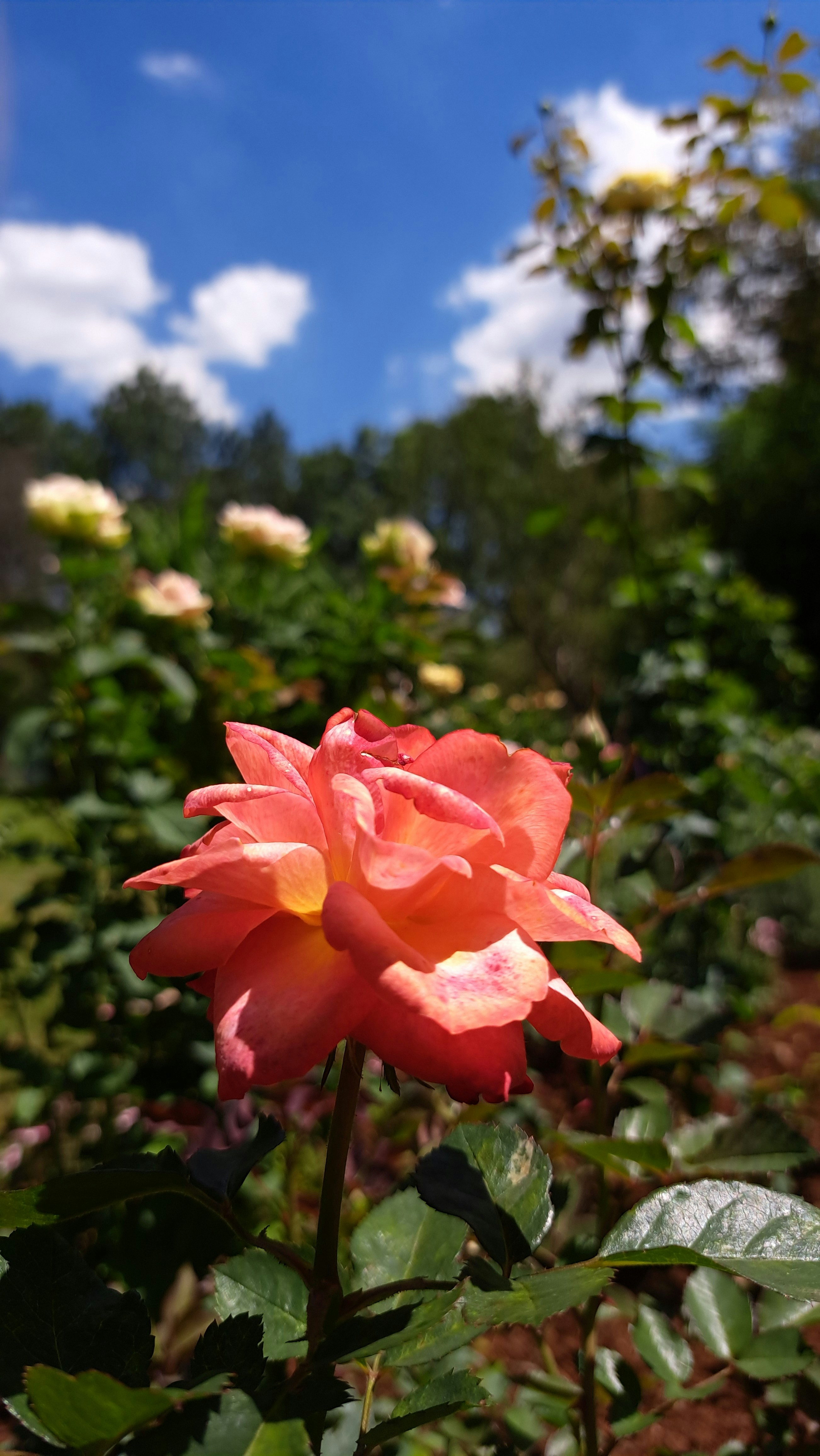 a pink rose is blooming in a garden
