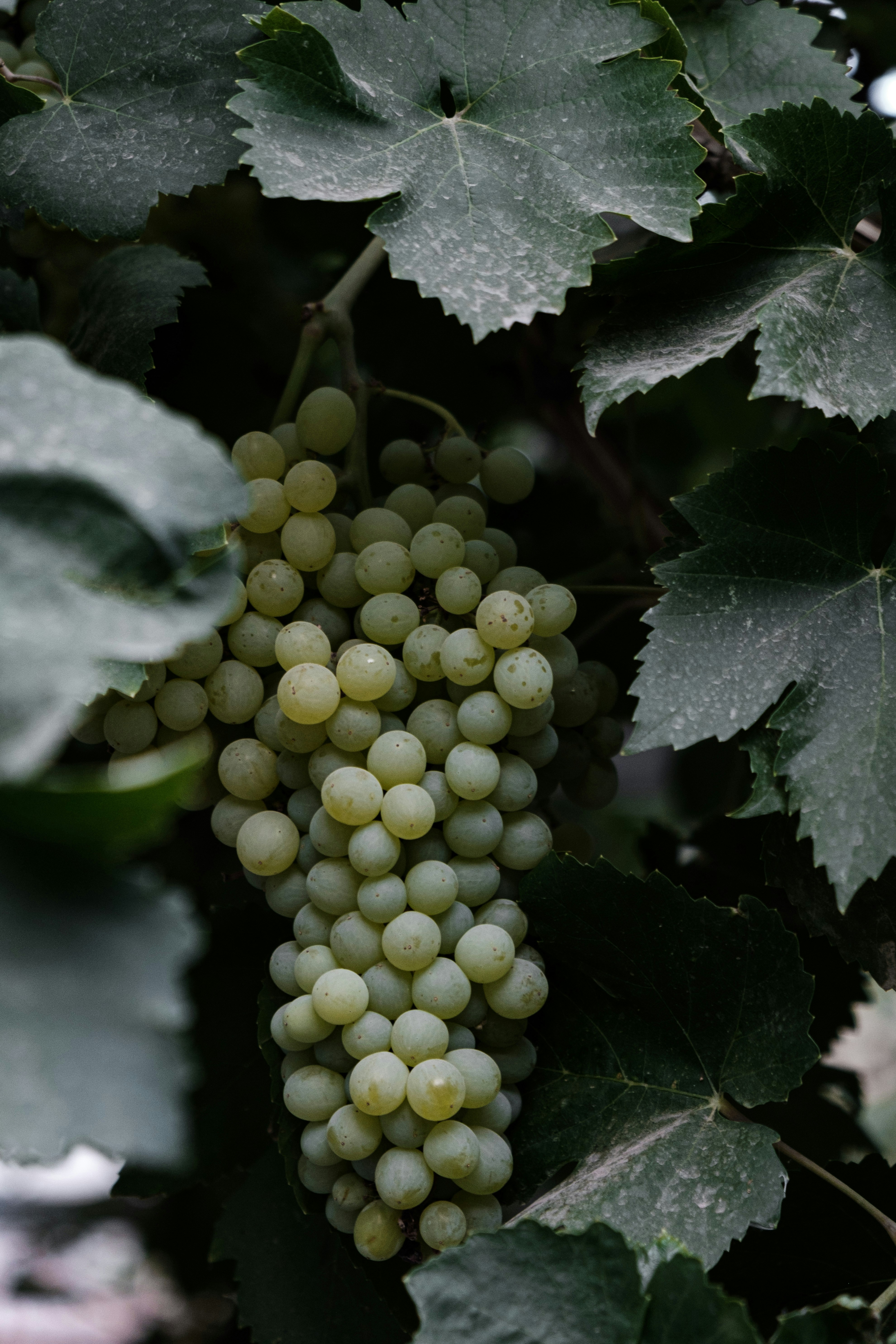 a bunch of grapes hanging from a tree