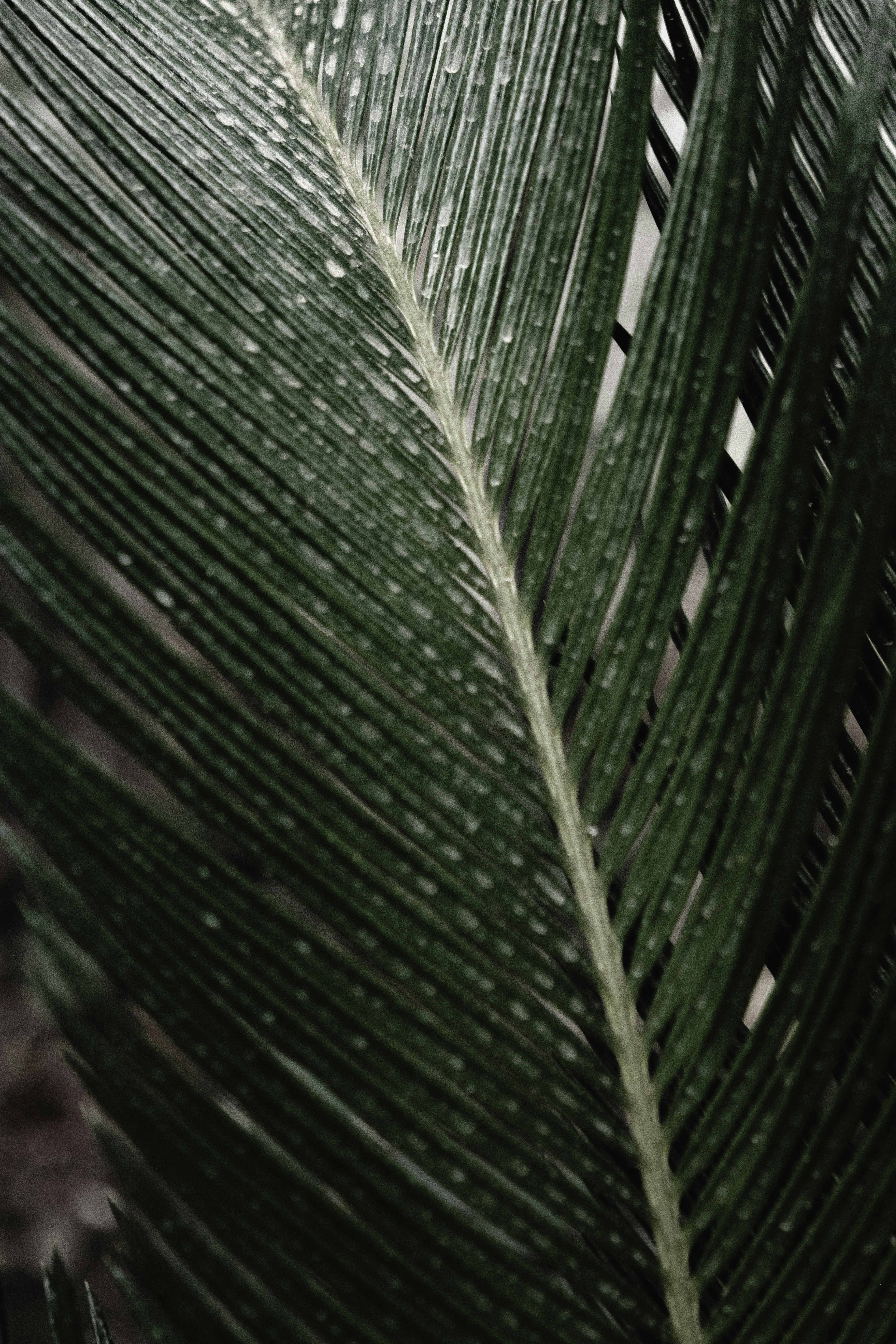 a close up of a large green leaf