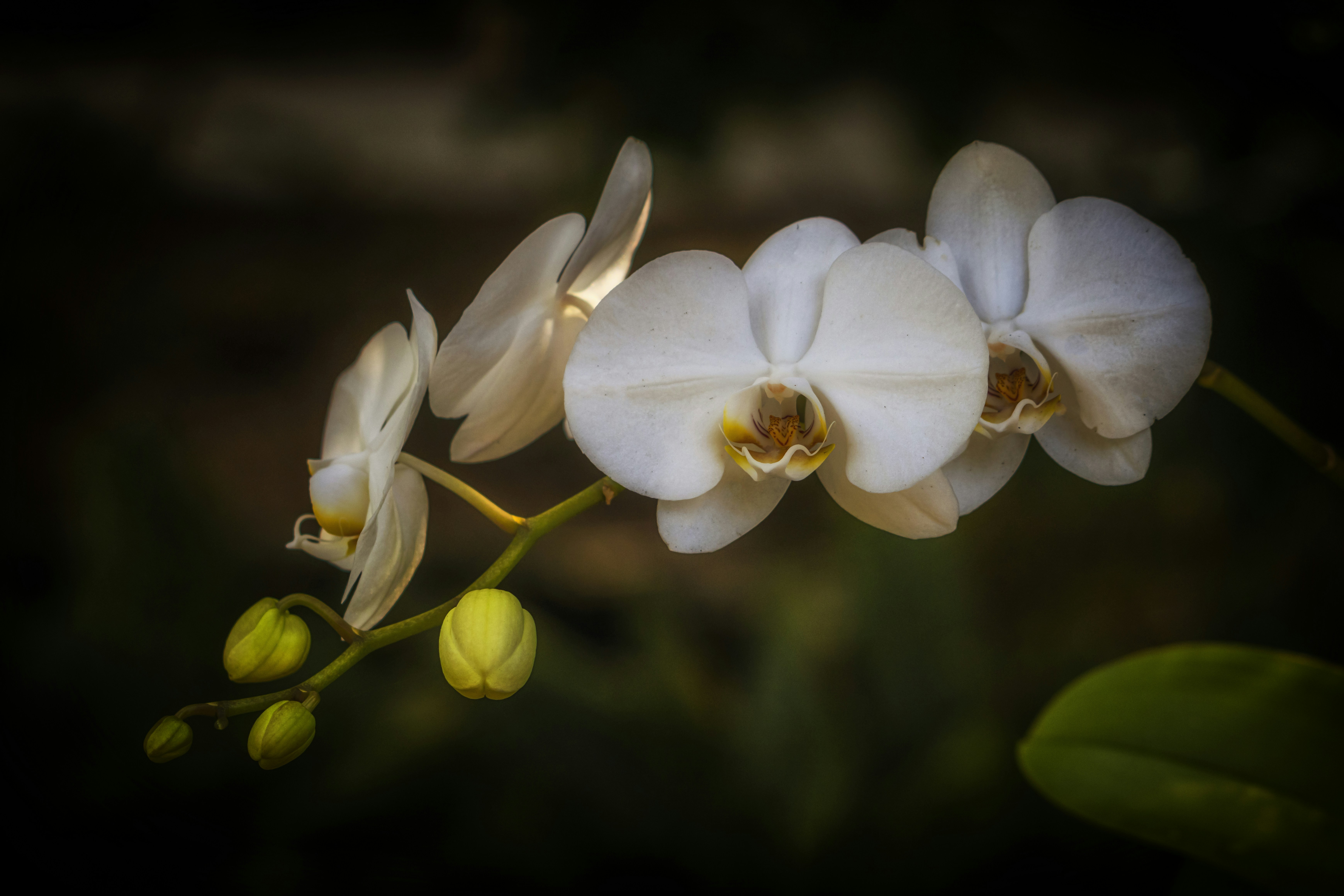Three white orchids with yellow stamens on a stem photo – Free Orchid ...
