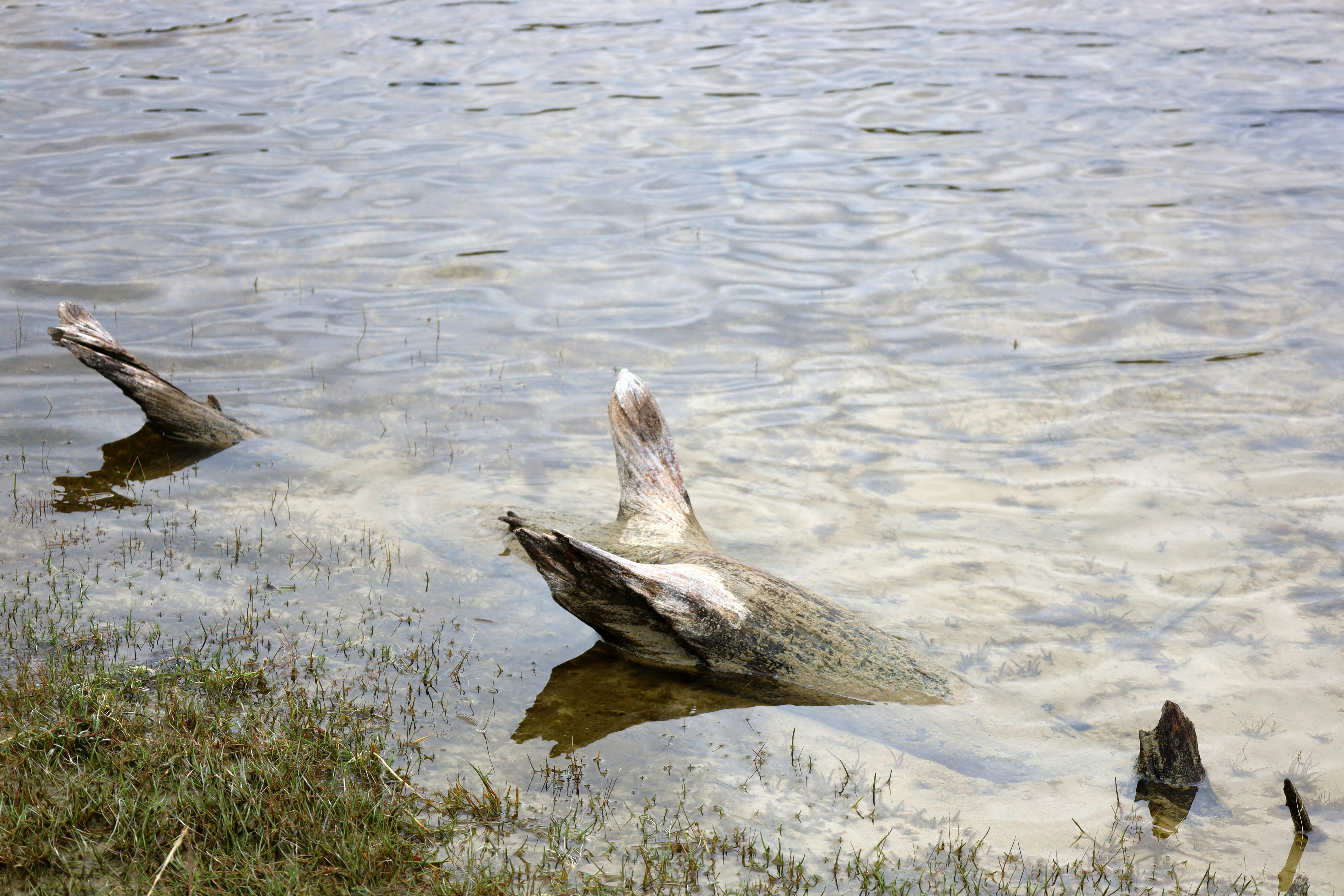 Two dead birds floating in a body of water photo – Free Wood Image on ...