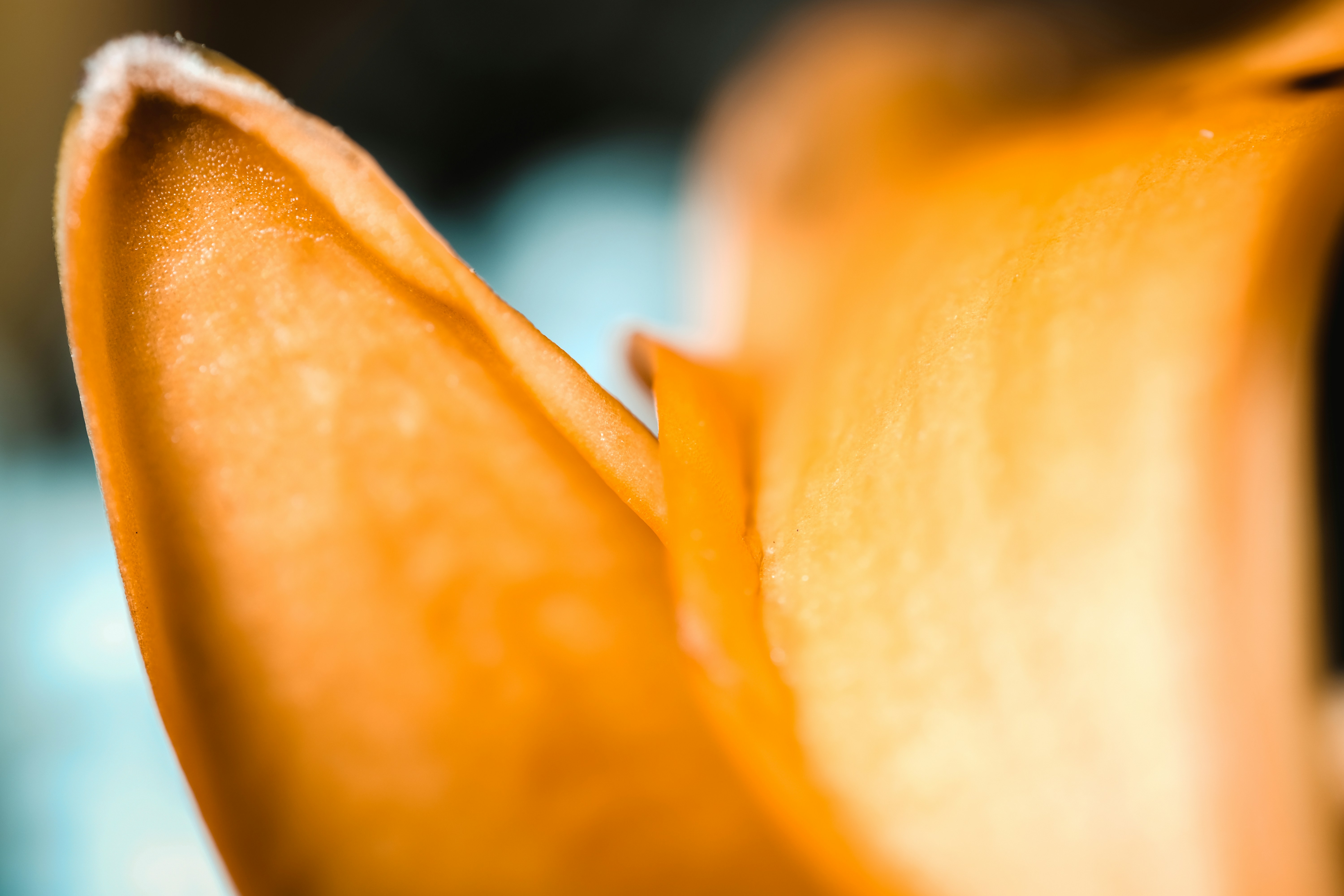 Close-up of an orange petal revealing intricate textures and soft gradients against a blurred background.