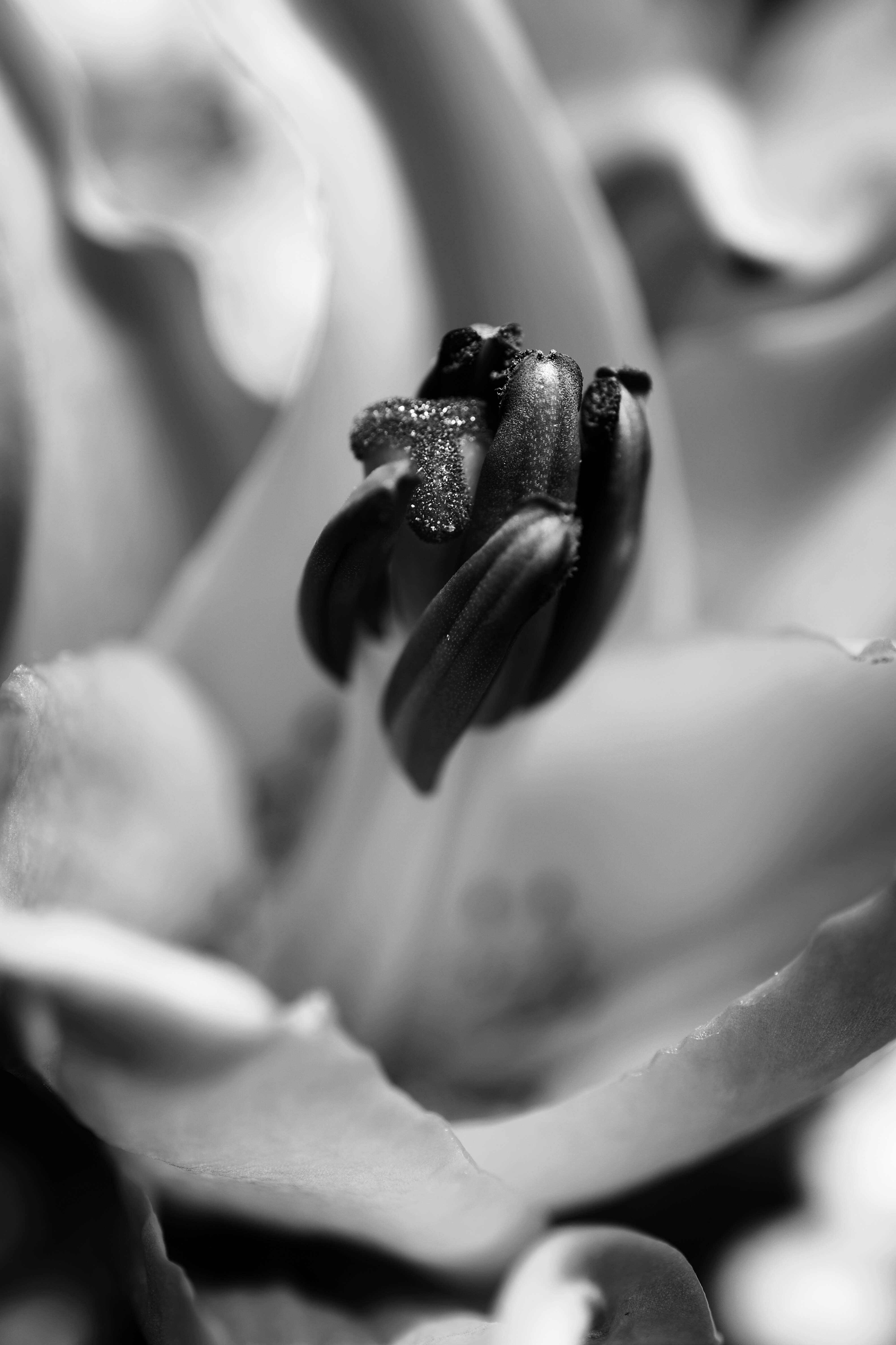 Monochrome Macro: The Glinting Core of a Tulip's Stamen