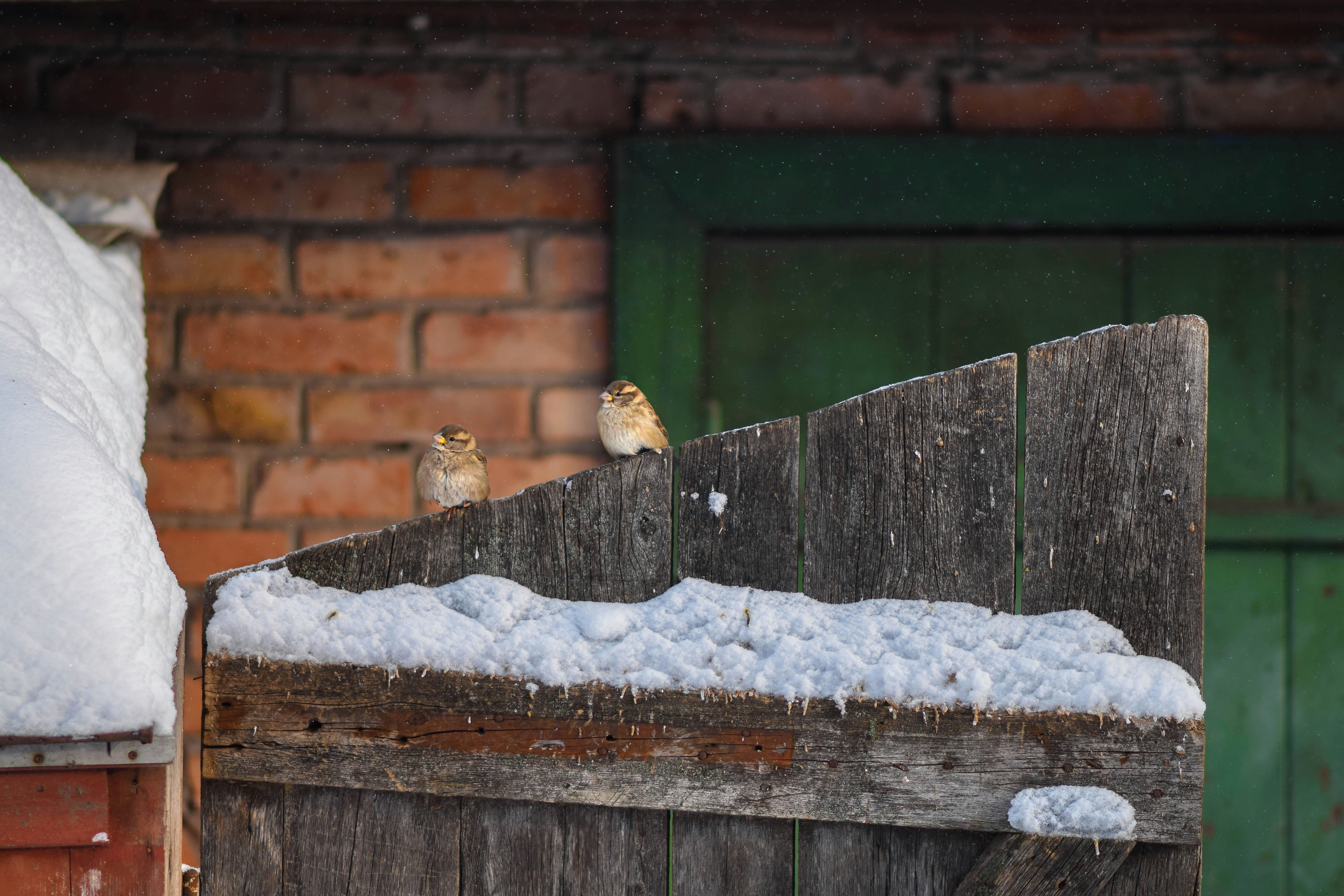 🕊️ Waiting for Spring☀️
