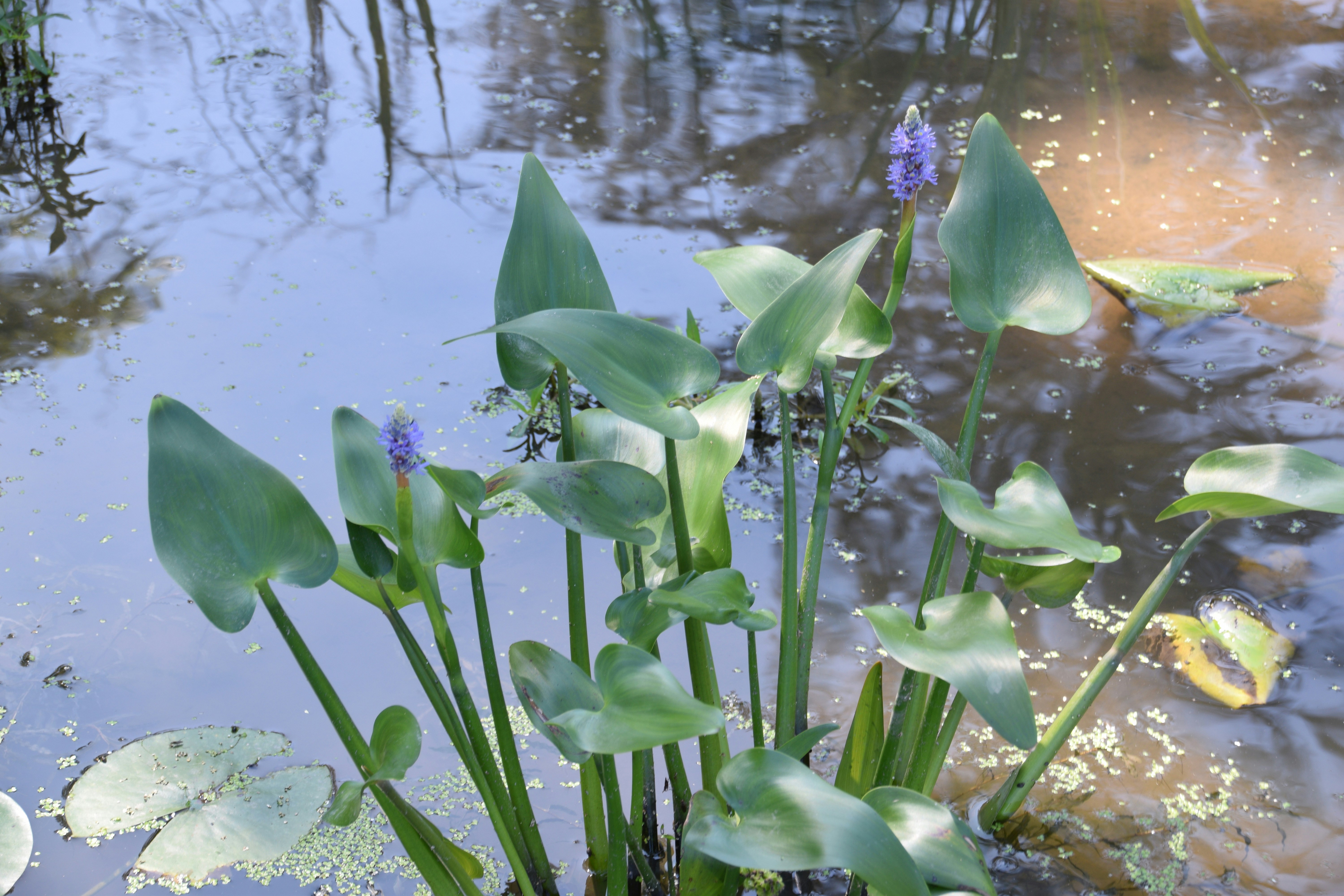 Aqua Plant - Pond Plant