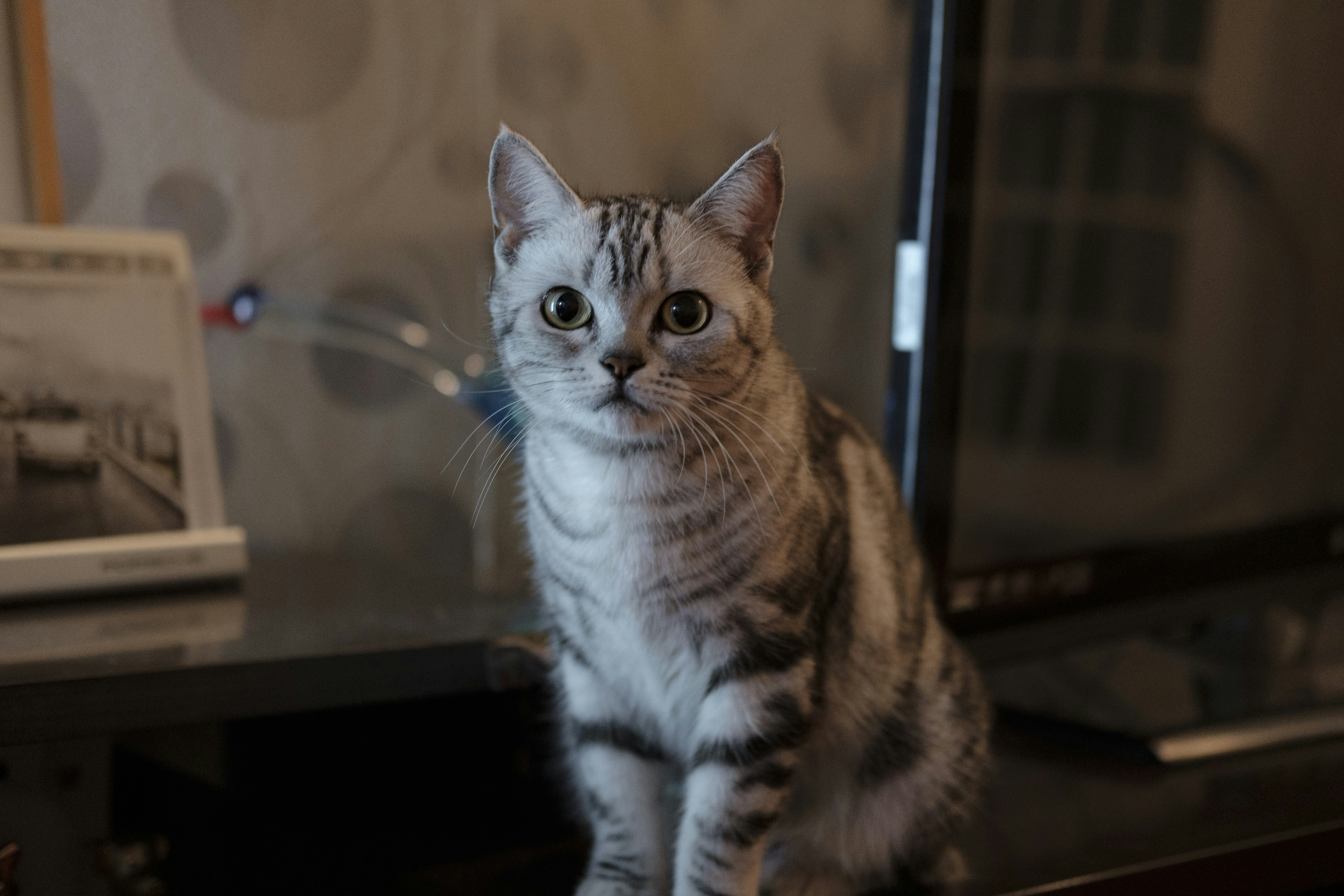 Amber-Eyed Tabby Takes Center Stage on a Quiet Living Room Desk