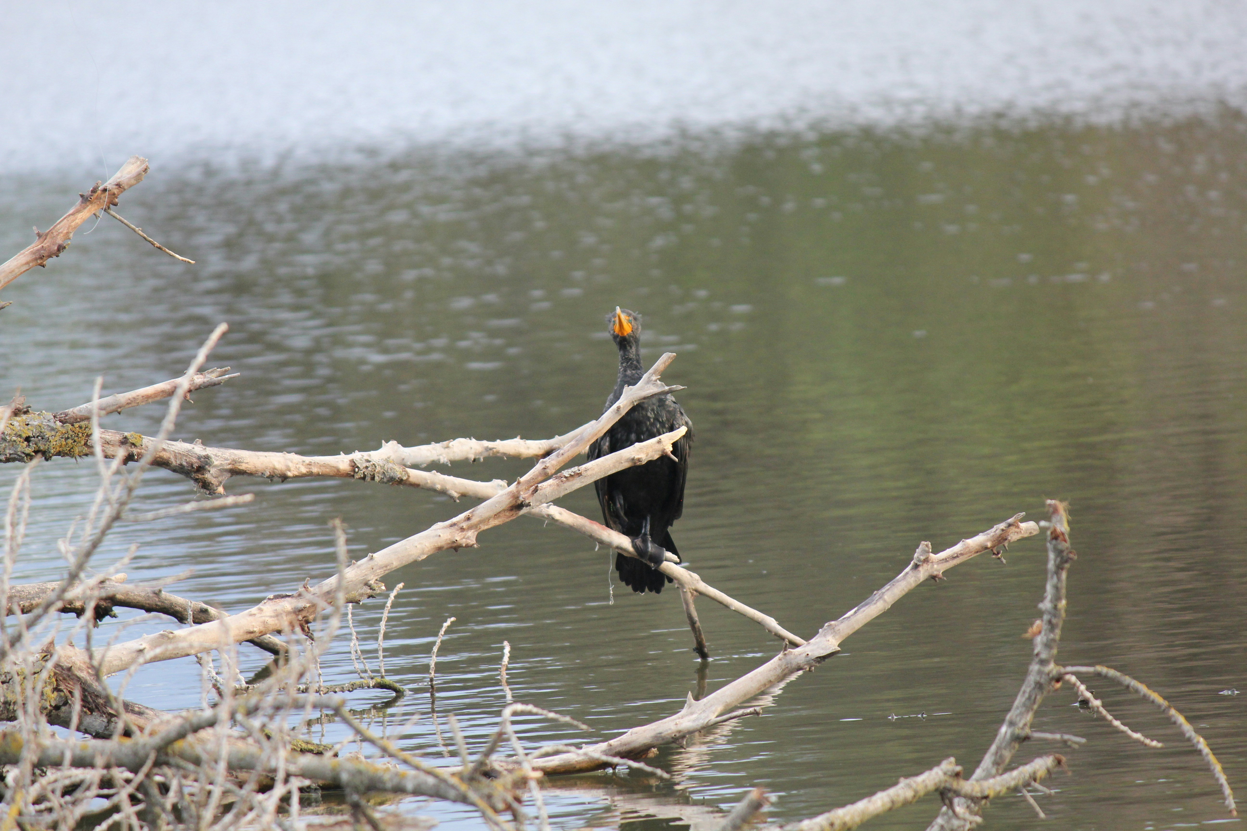 Overwater Sentinel: Dark Waterbird with a Bright Beak Perched on Weathered Driftwood