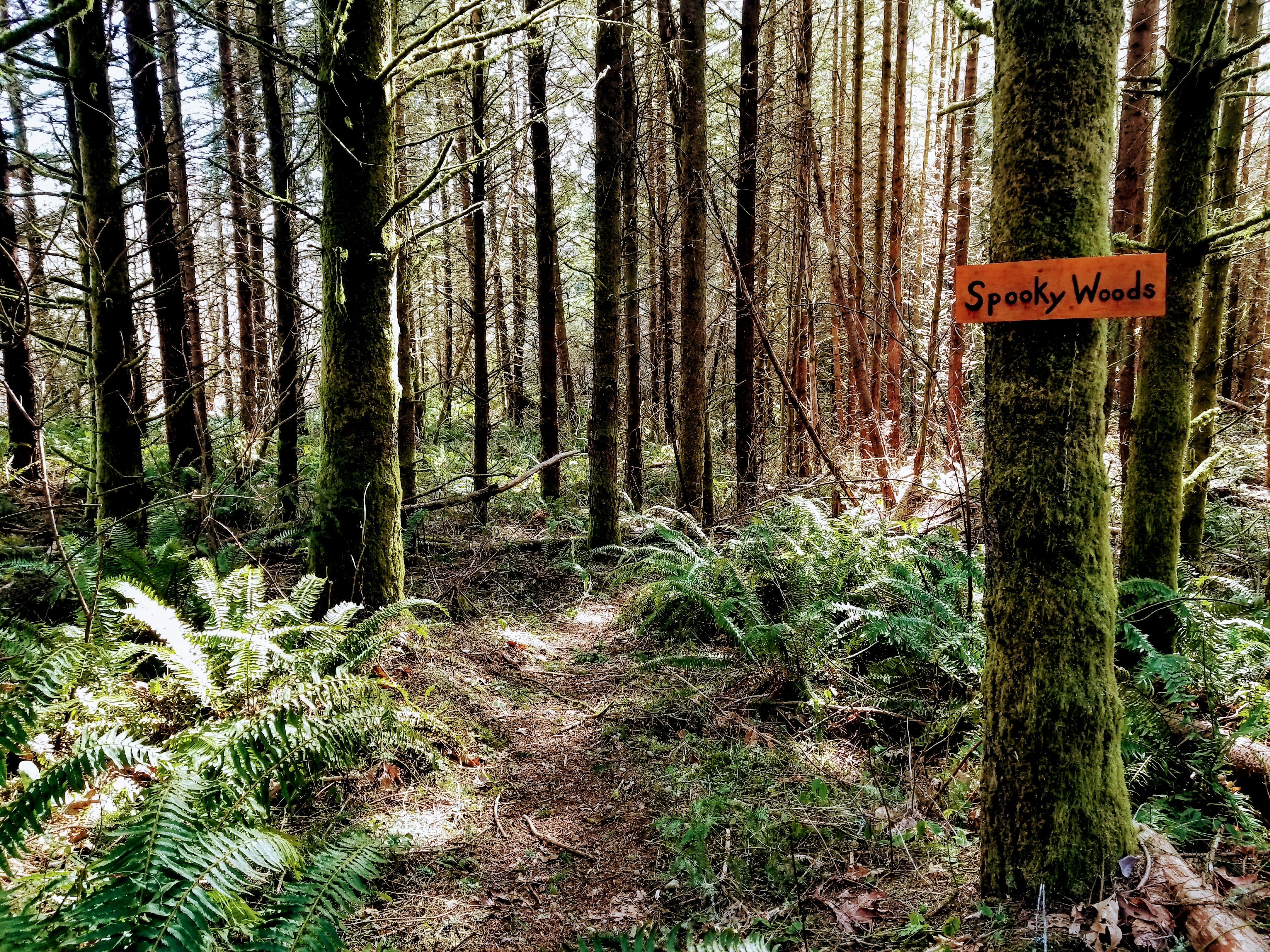 Pathway through dense forest with vibrant ferns and a wooden sign labeled 'Spooky Woods'.