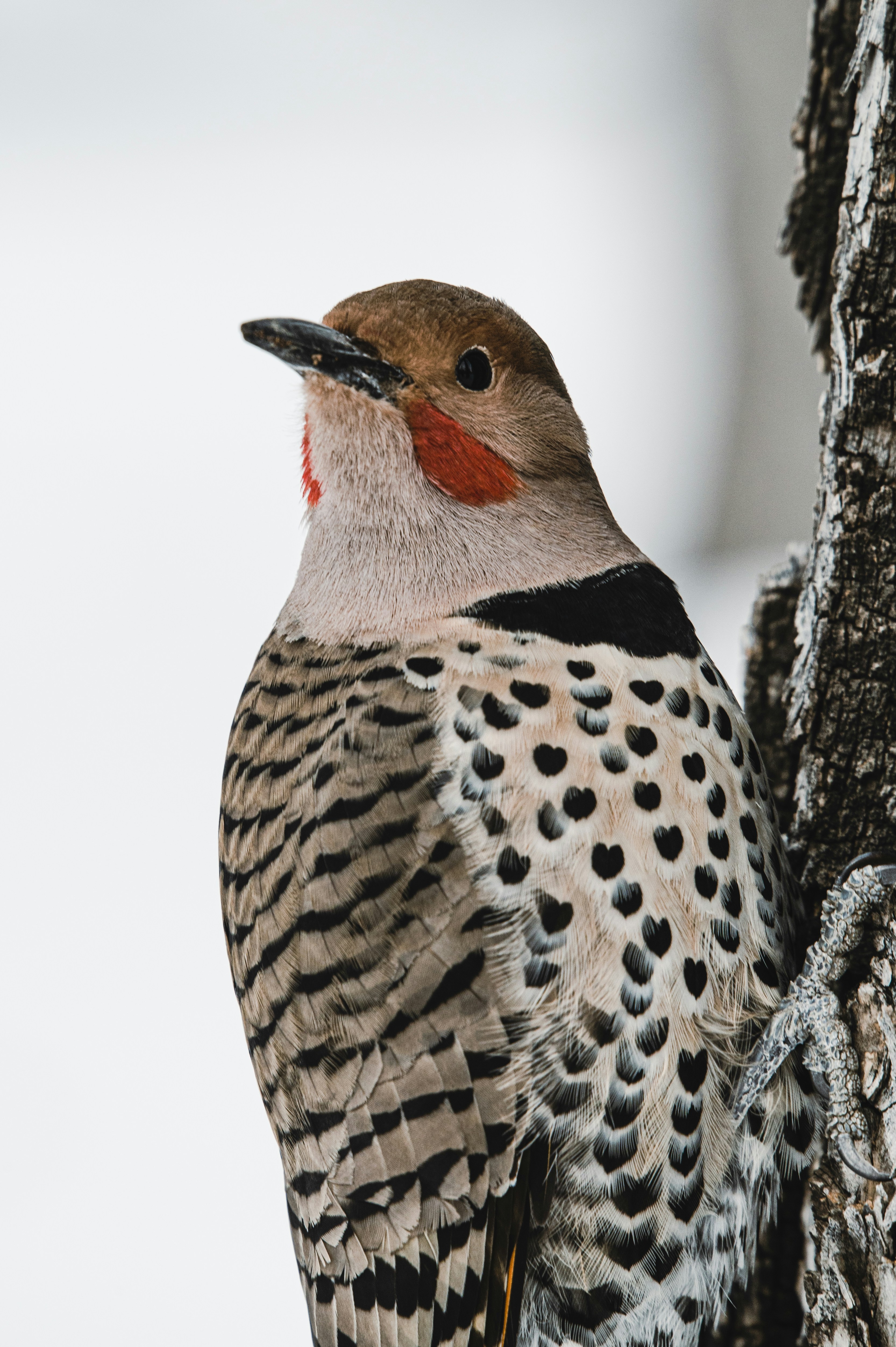 A close up of a bird on a tree photo – Free Bird Image on Unsplash