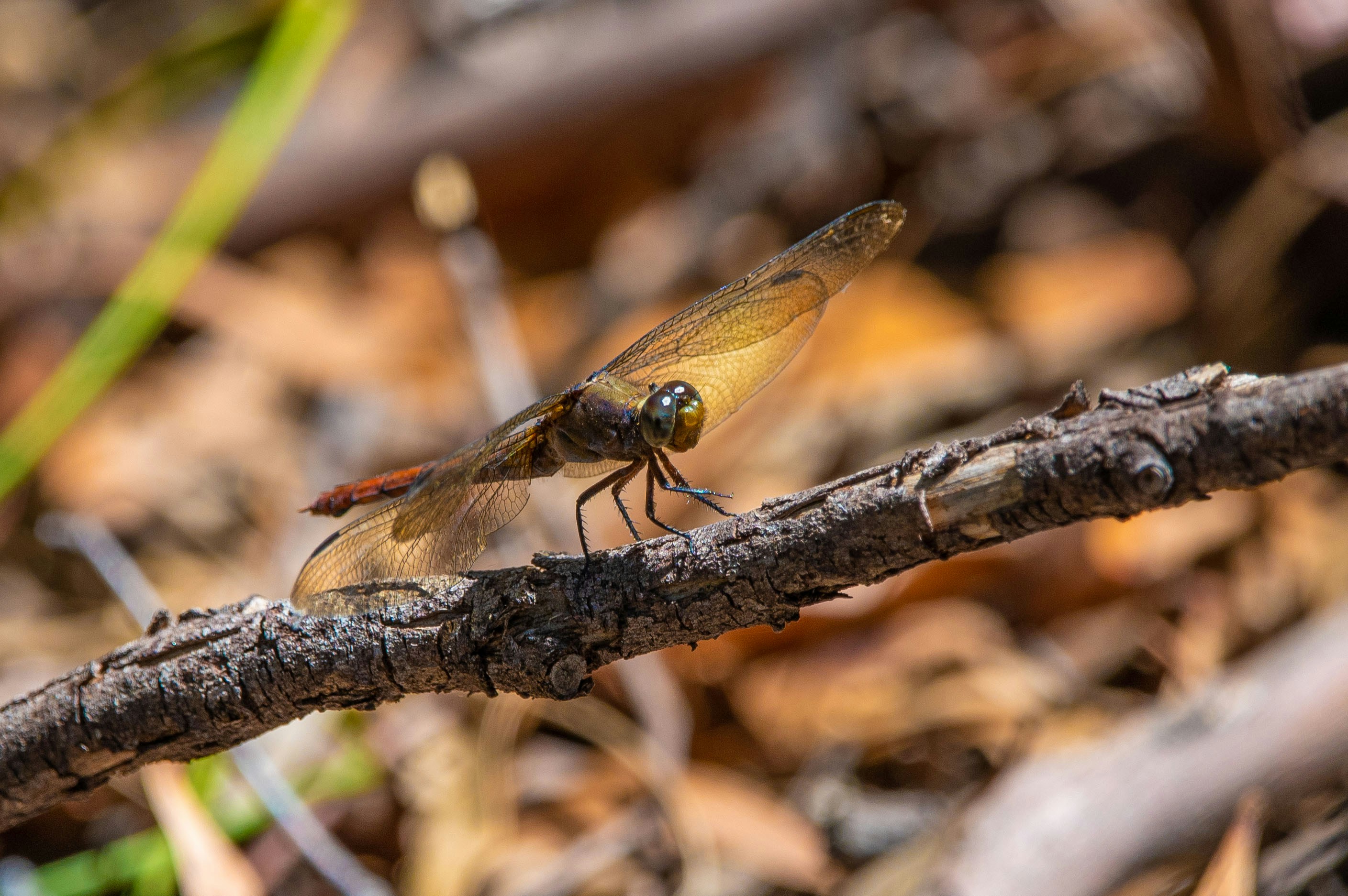 Bridge of Light: Dragonfly on a Quiet Branch