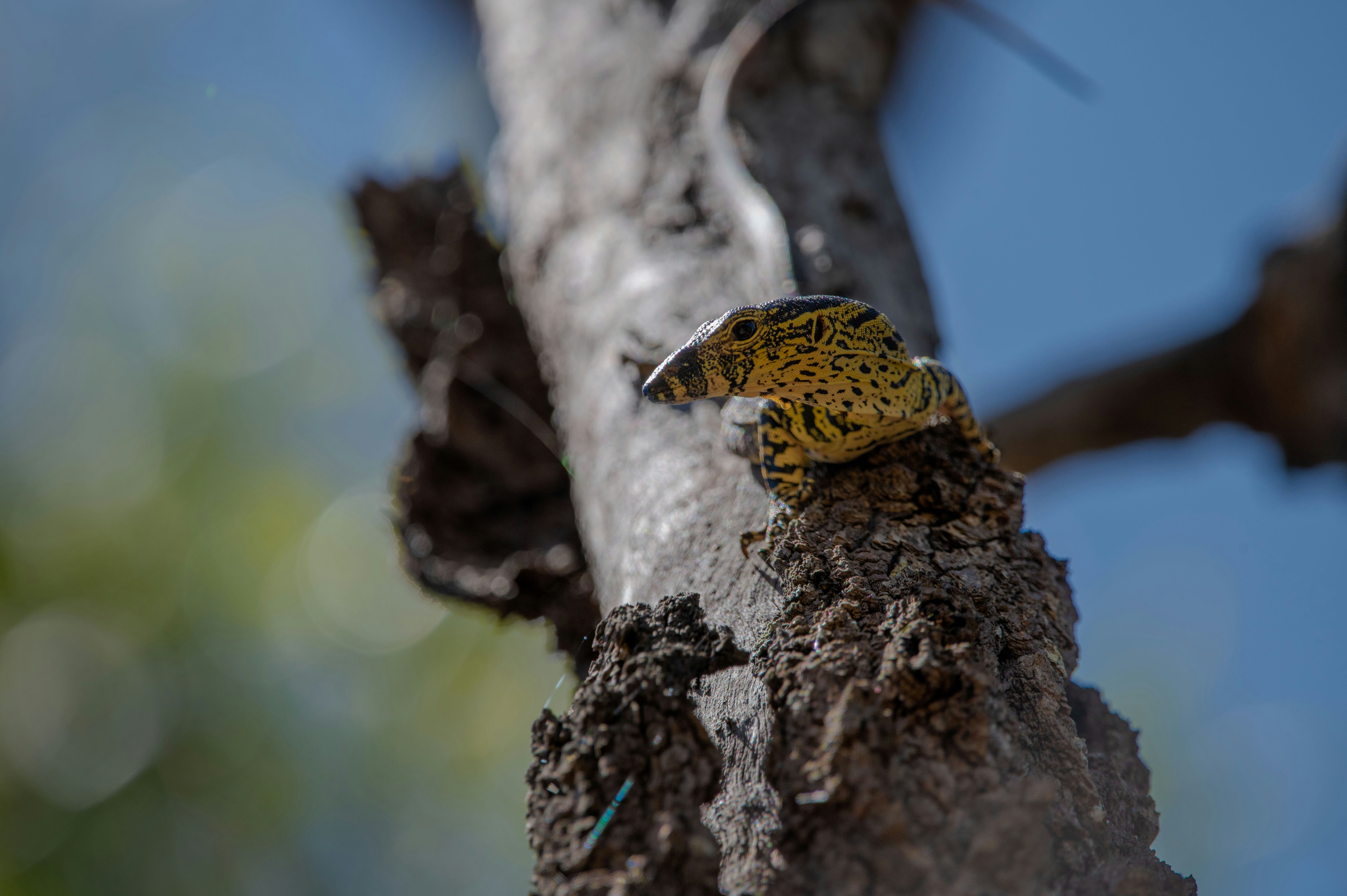 Golden-Speckled Lizard on a Weathered Trunk Under a Clear Sky