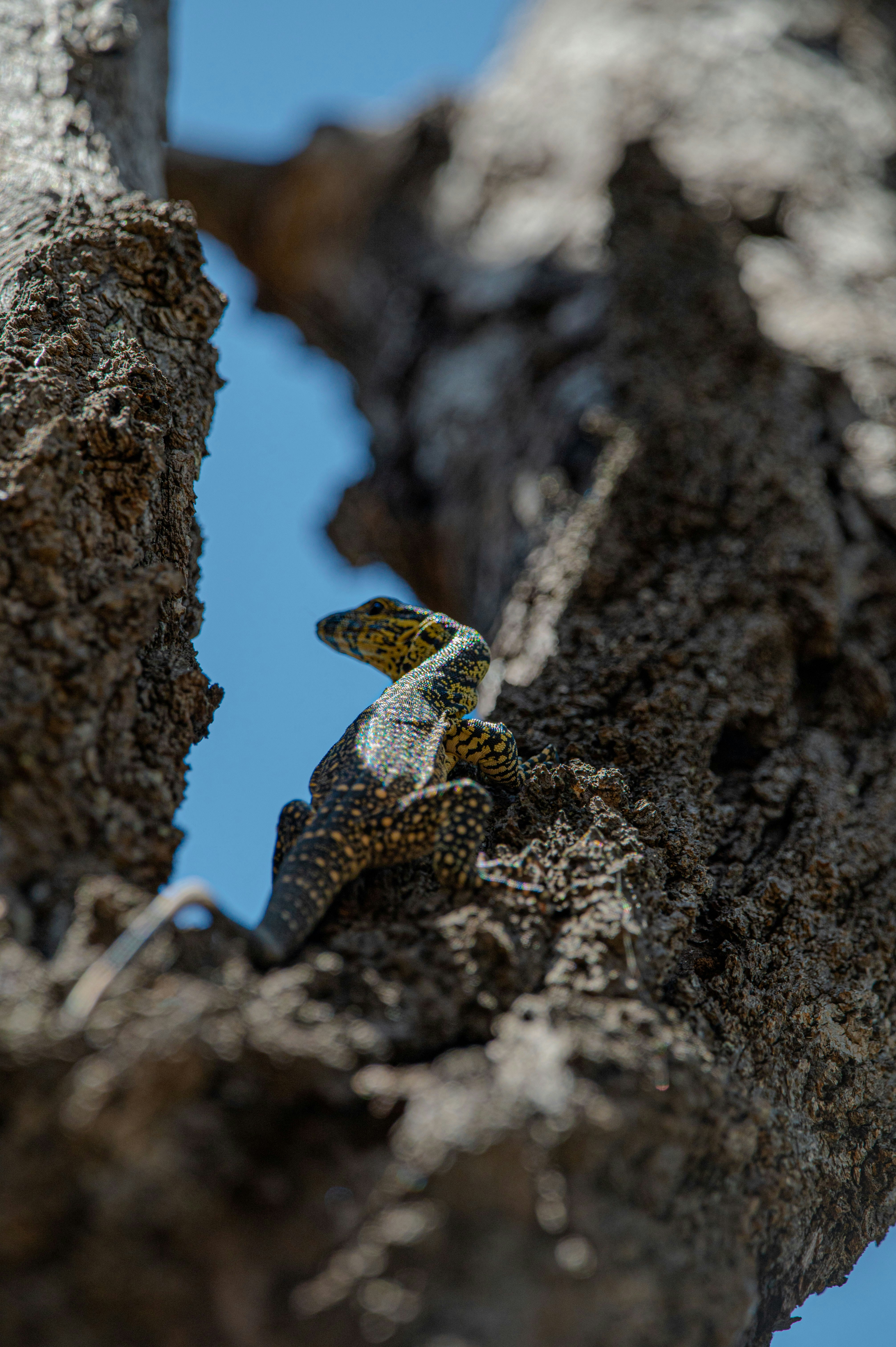 Lizard Peering from the Cracks: A Tiny Hunter on Rough Volcano Rock