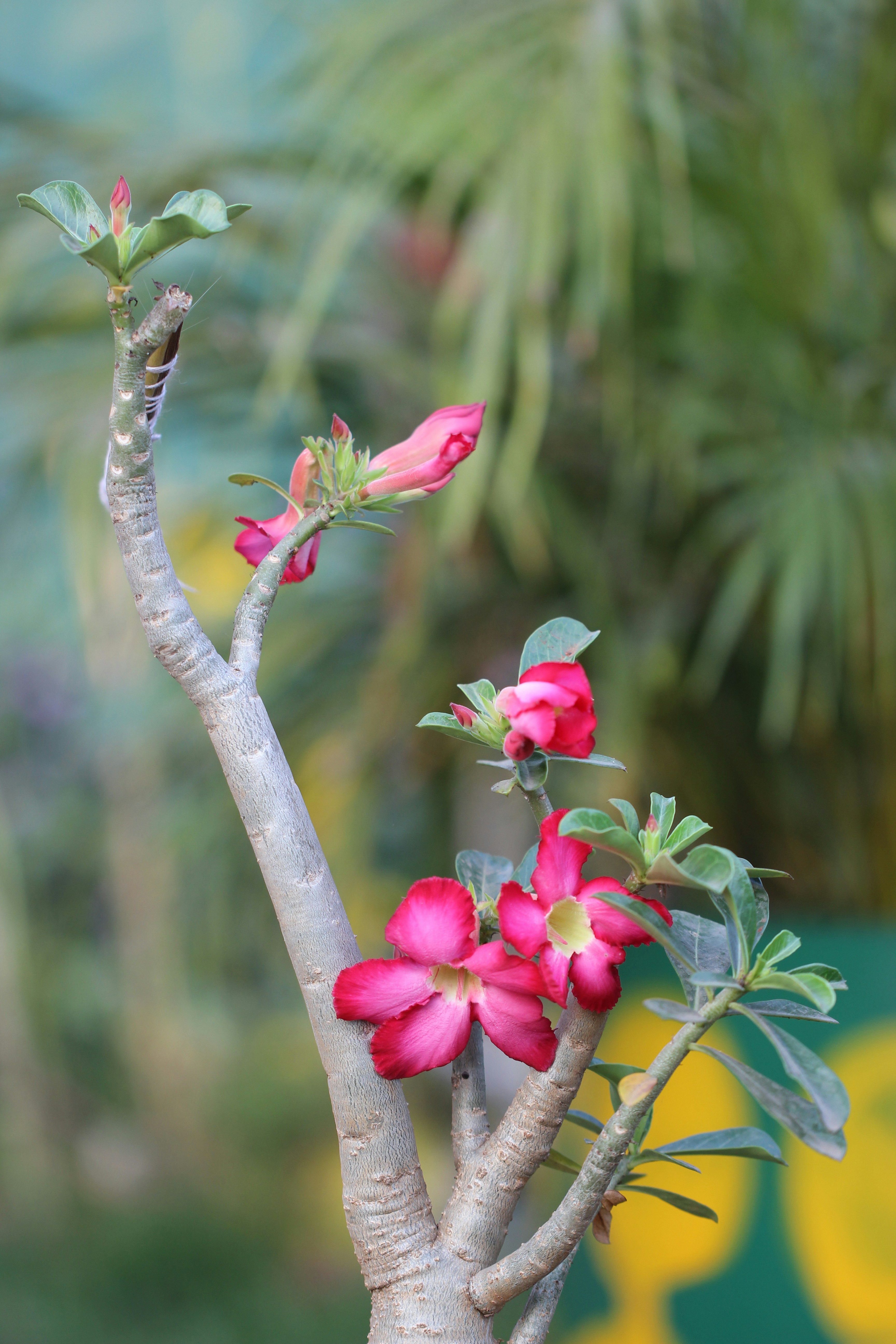 Desert Rose