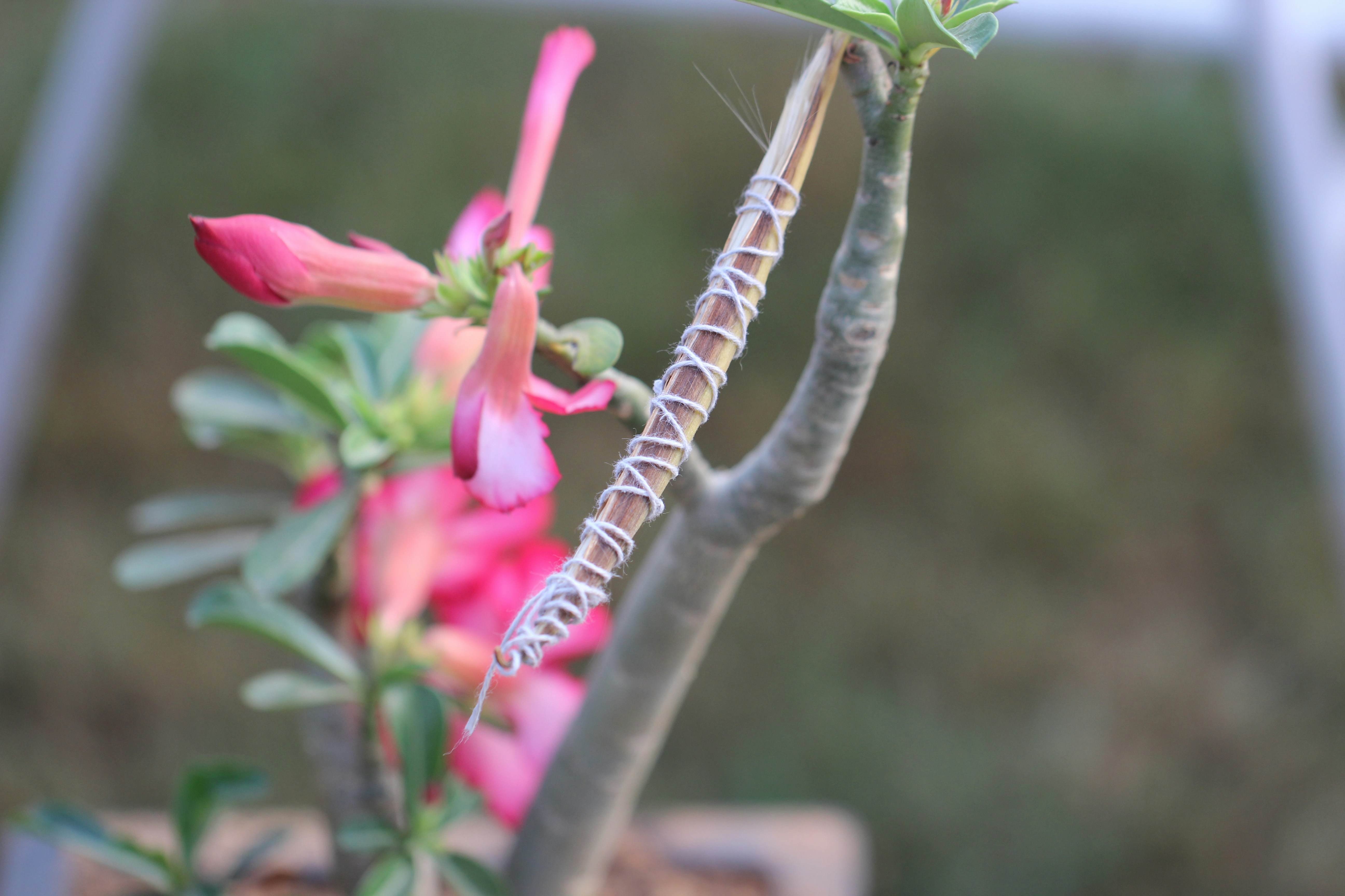 Unveiling Nature's Spiraled Elegance