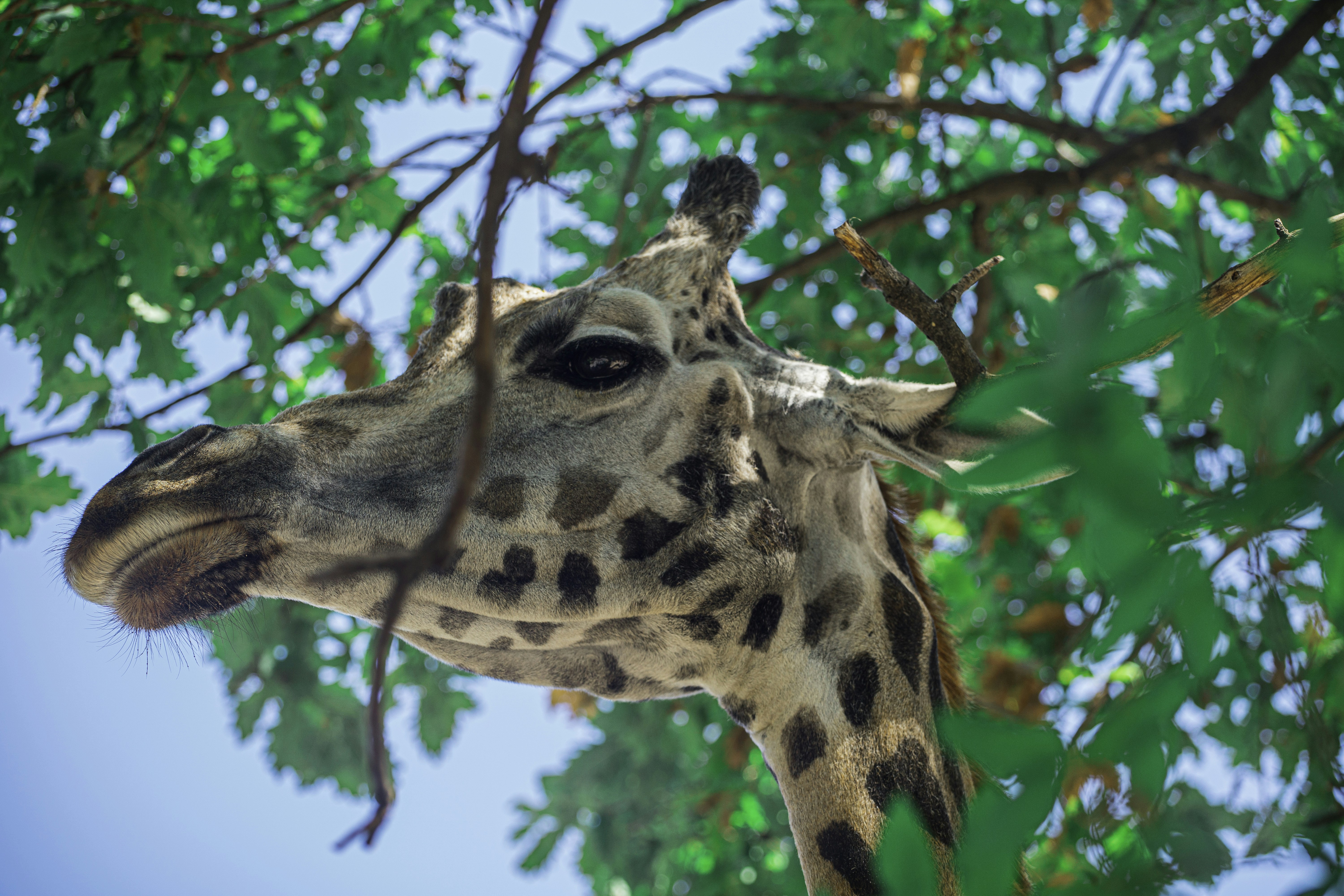 Low-Angle Giraffe Portrait Beneath Verdant Canopy