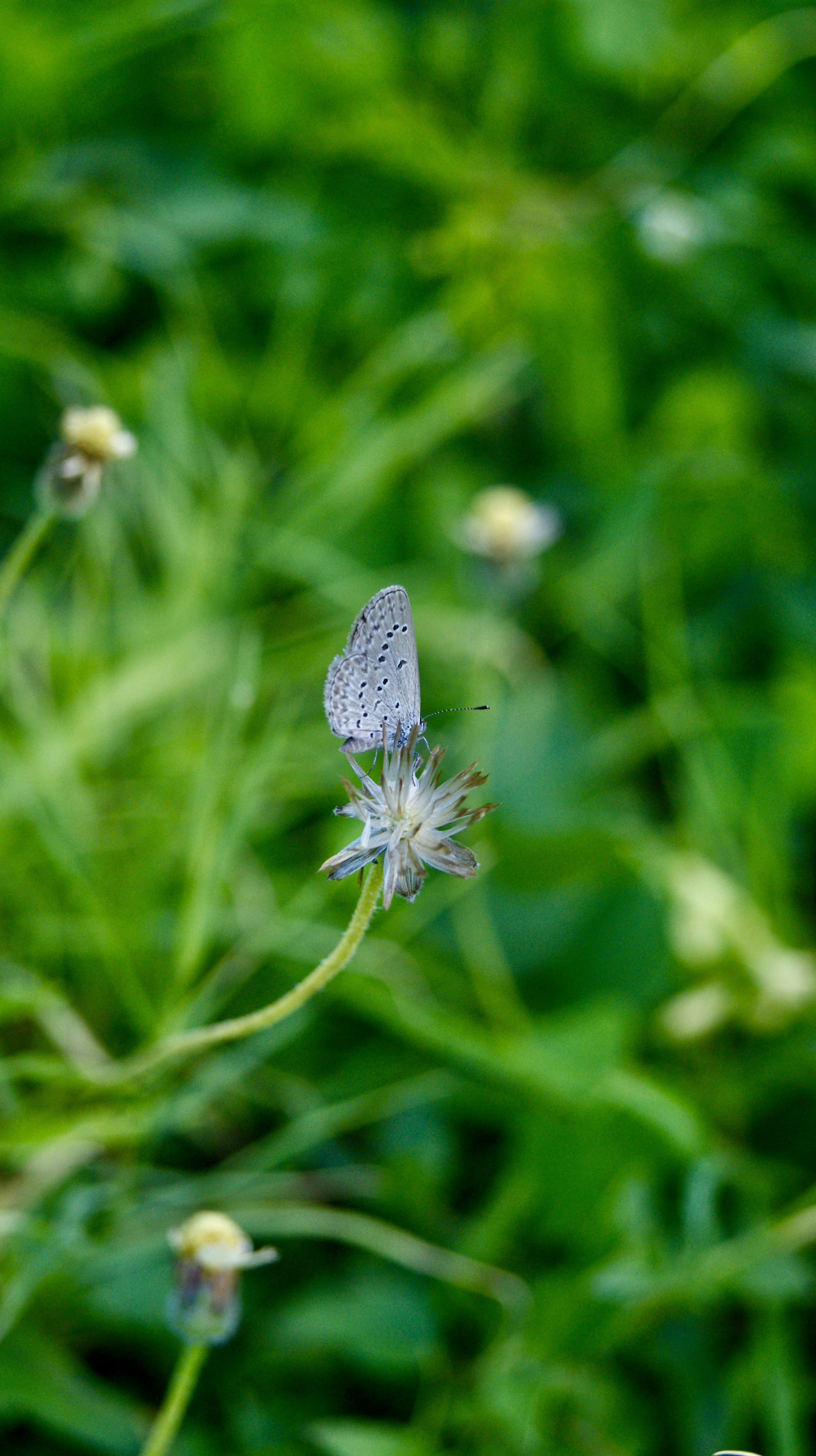 A grey-blue butterfly rests on a pale, spiky flower. A vibrant green backdrop melts into soft blur, emphasizing the subject.