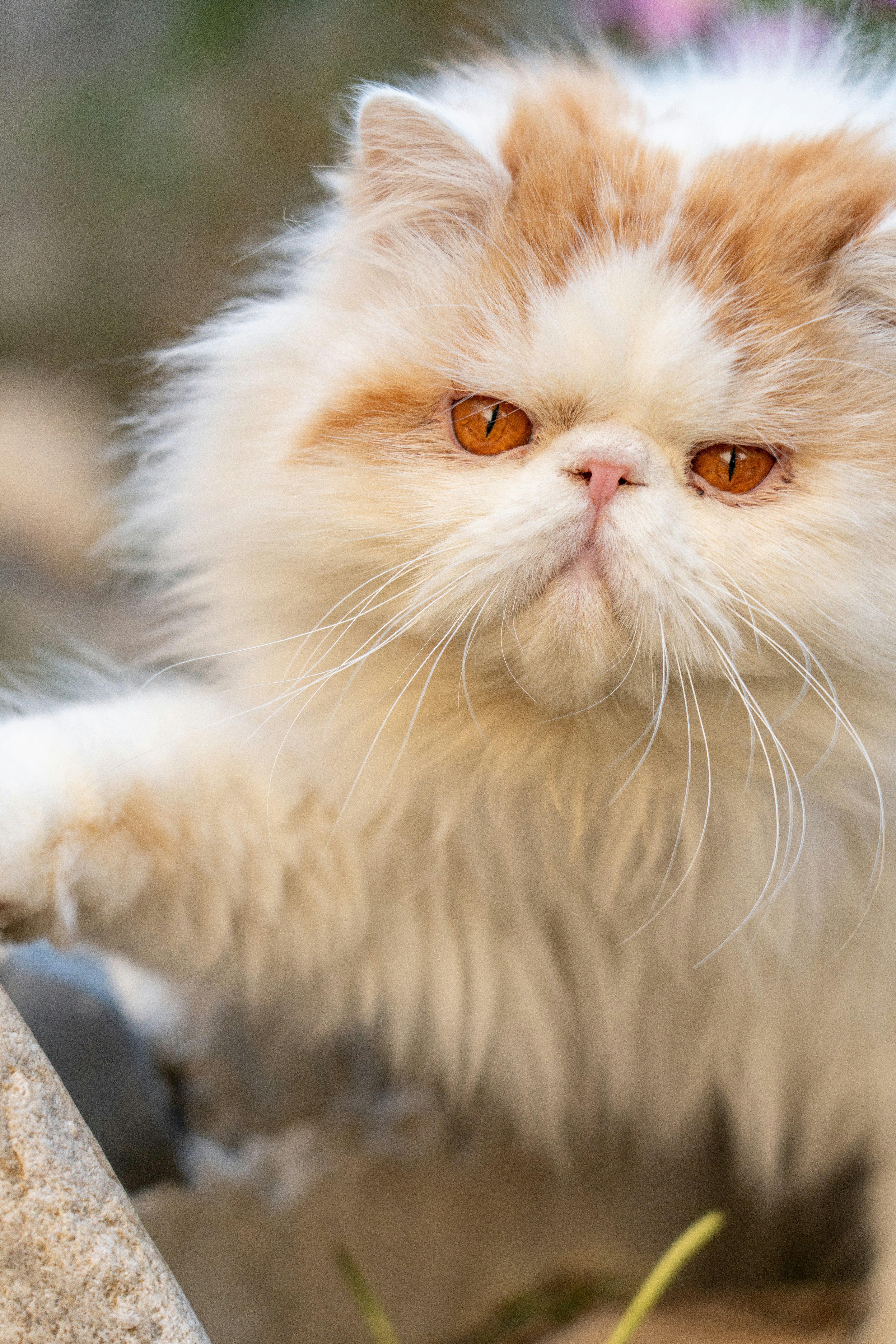 Amber-eyed Persian: A Gentle Moment Caught in Soft Focus