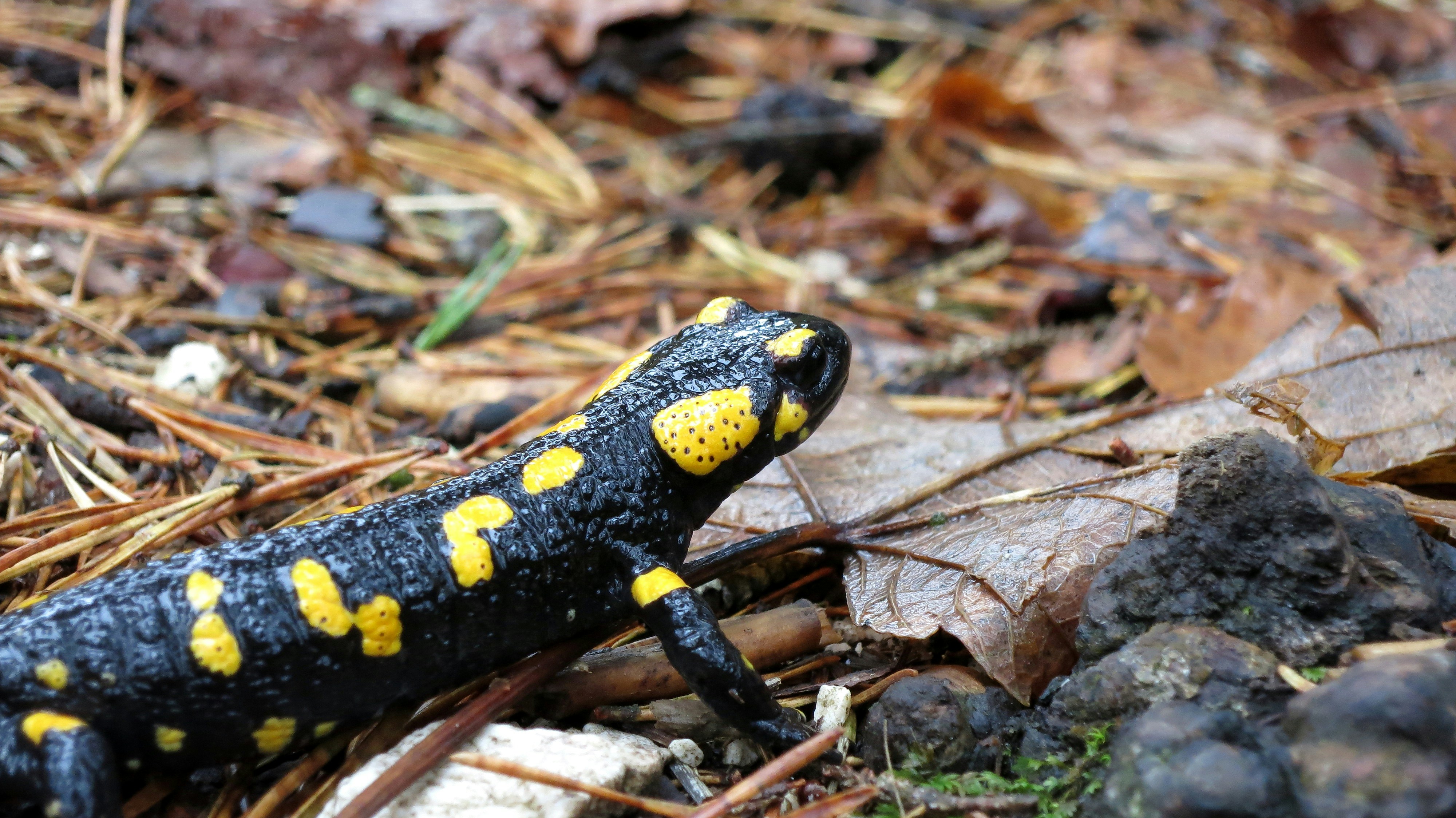 10 Stunning Animals You Can See in Germany - Animals Around The Globe