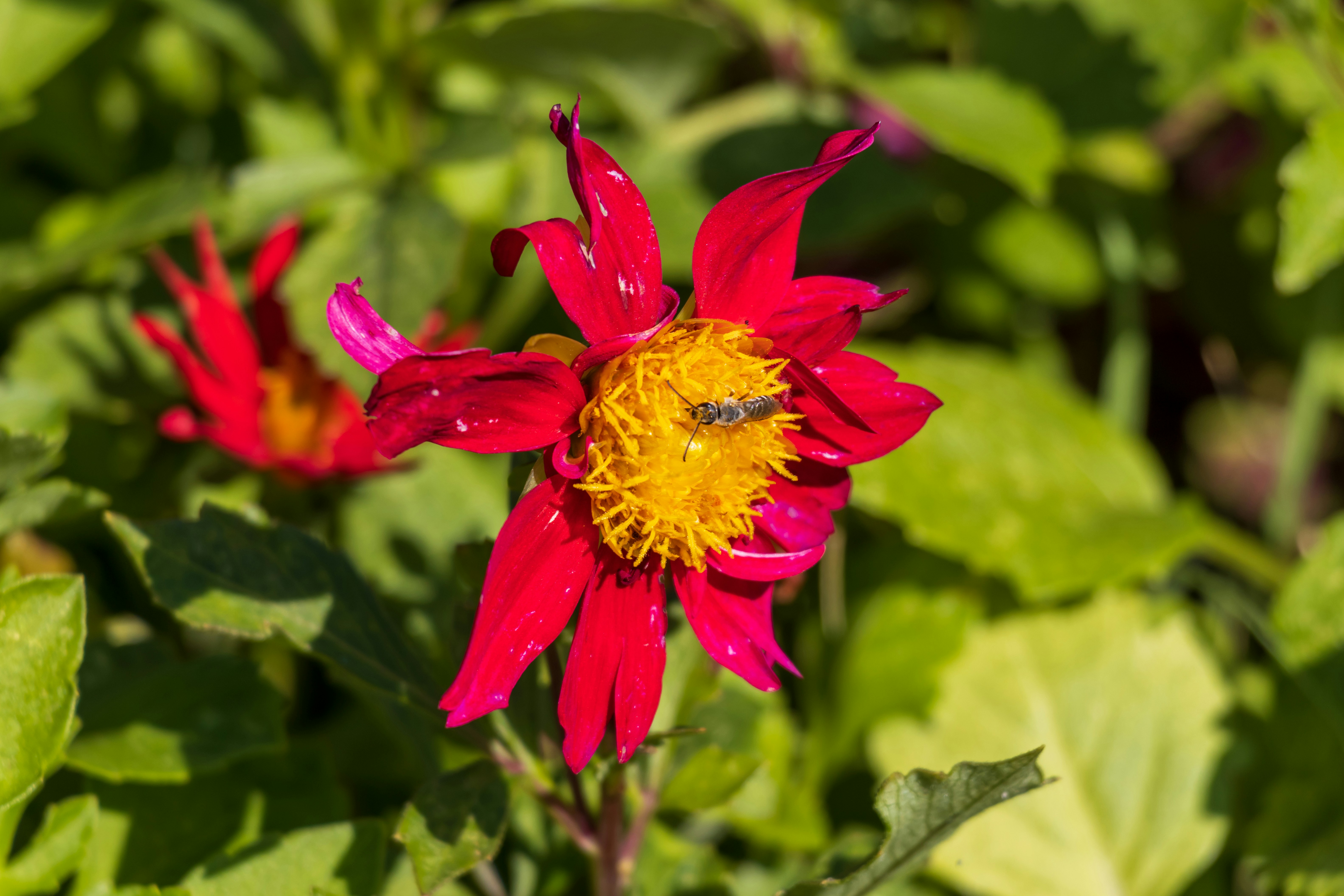 Crimson Bloom Under Morning Light: A Bumblebee's Pulse