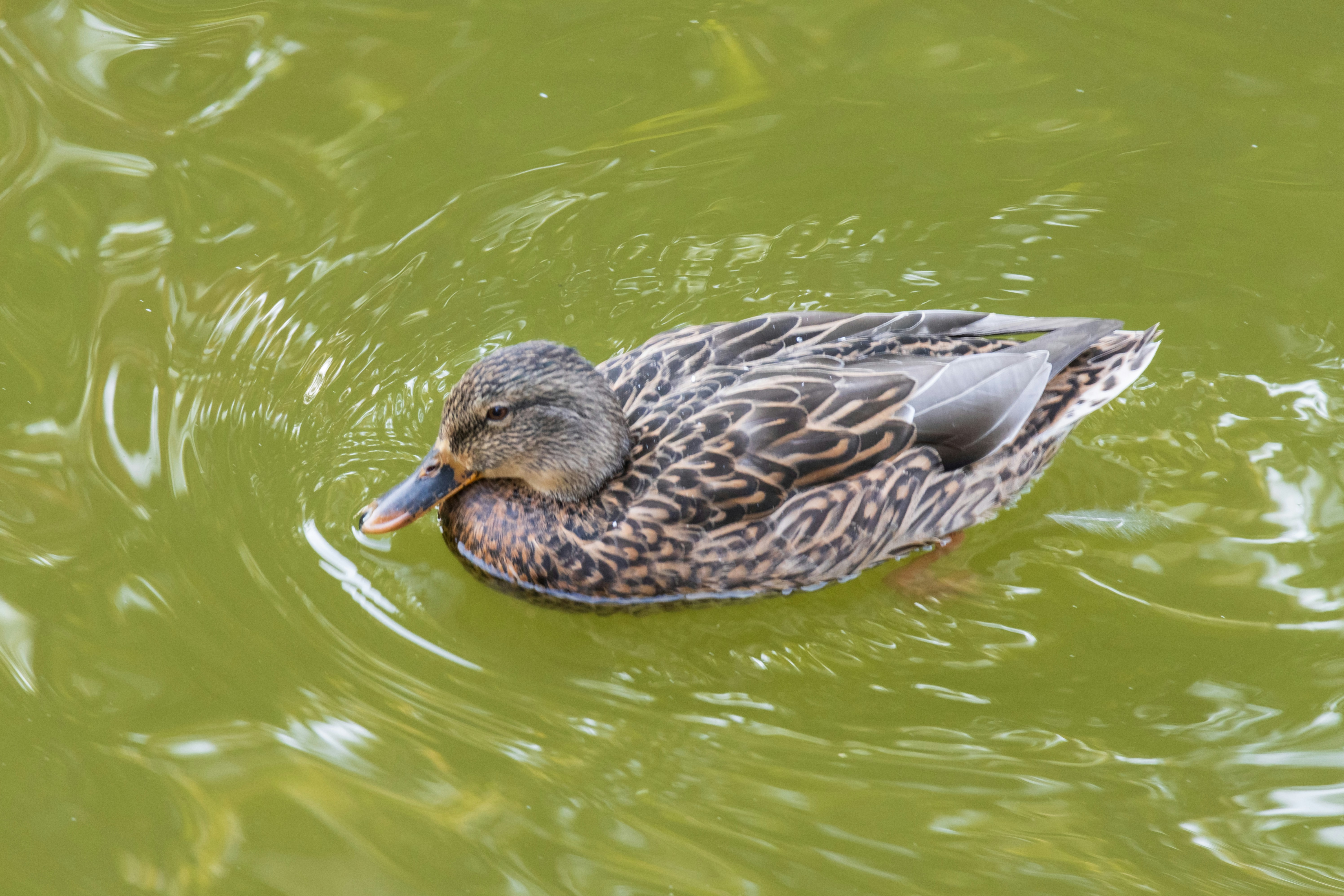 Photo by Ilie Barna with Canon EOS 90D