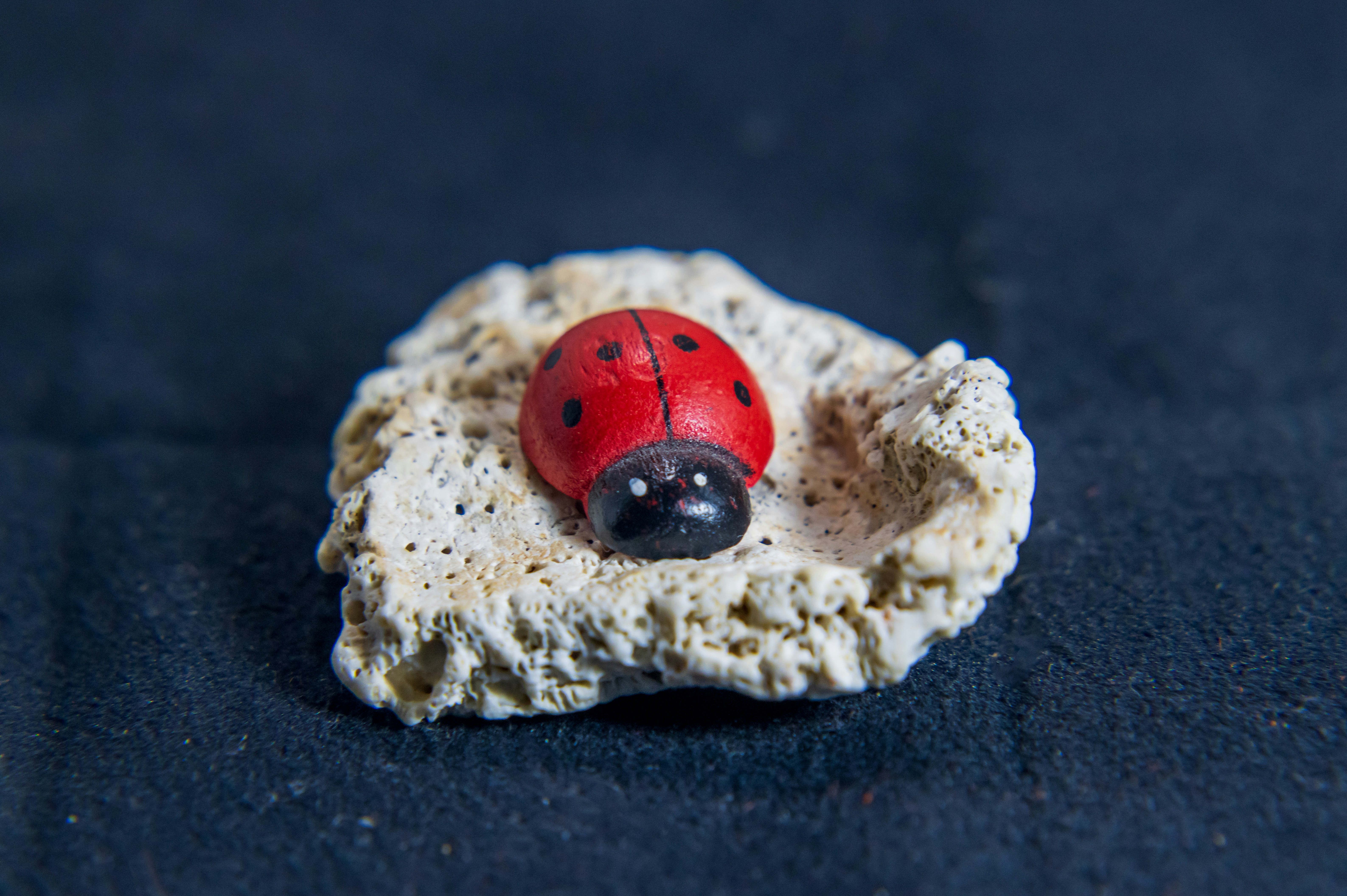 Crimson Ladybug on a Chalky Pebble Against Velvet Blue