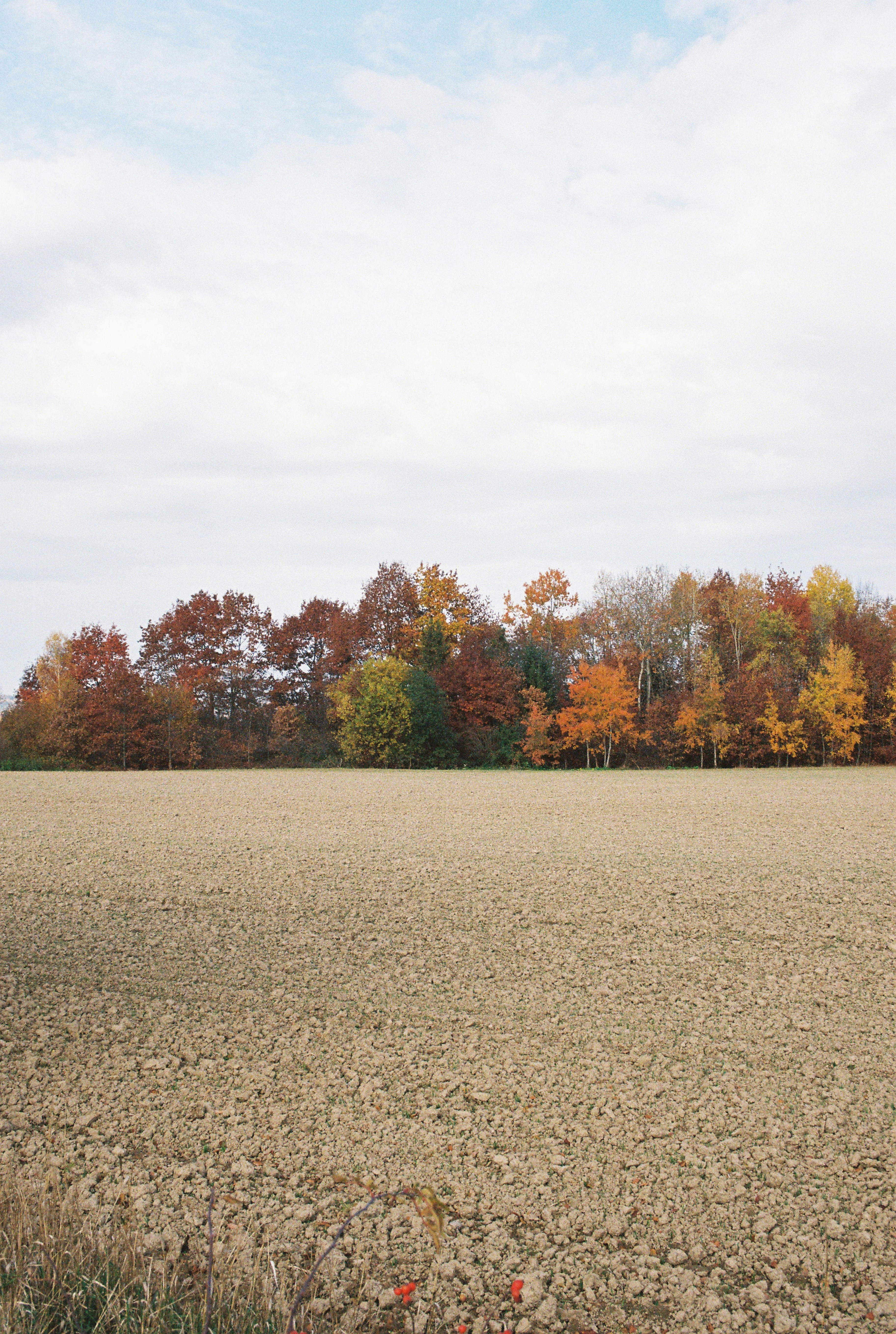 Ein großes Feld mit Bäumen im Hintergrund Foto – Kostenloses Bild zum ...