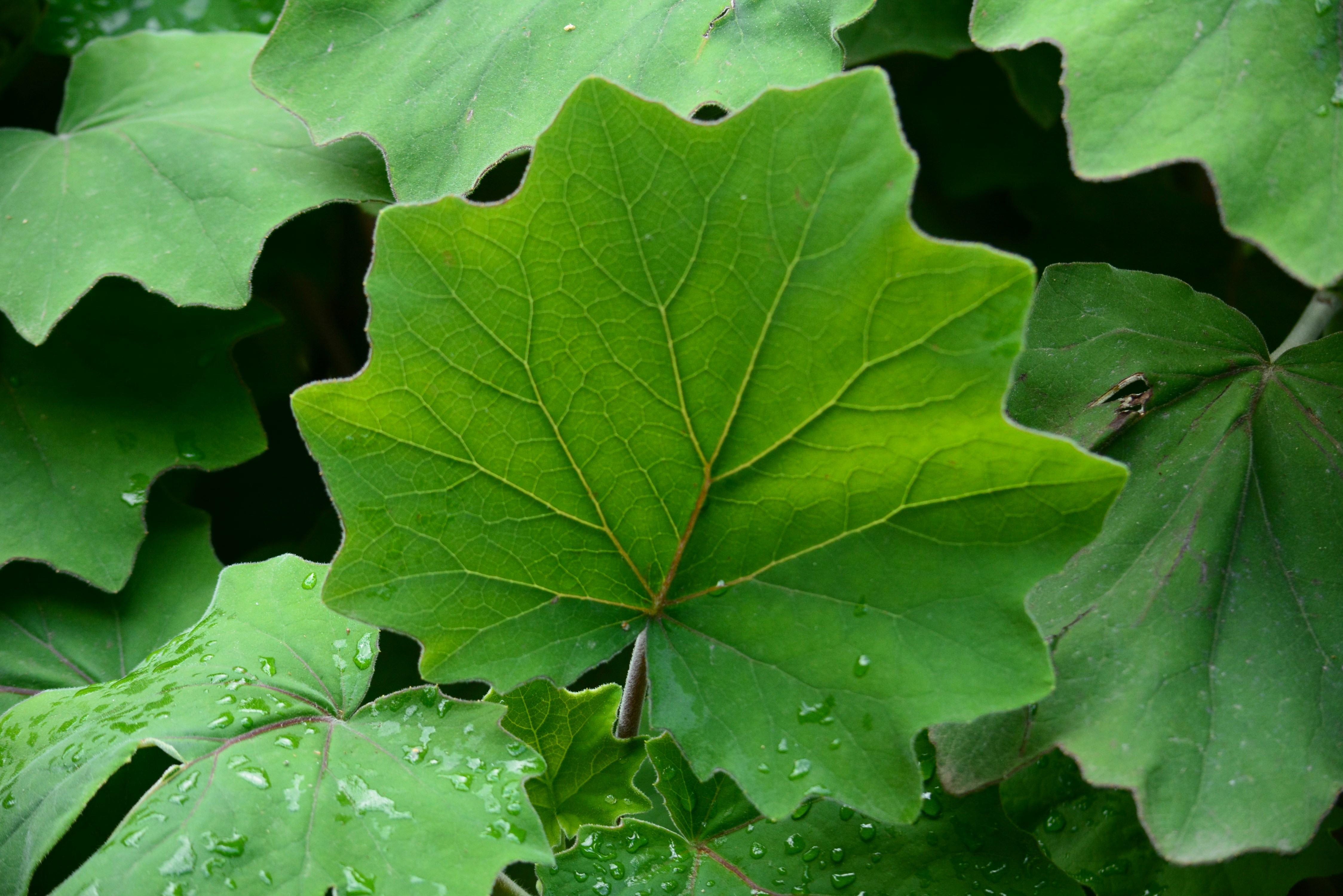 Photo by Richard Lin with Nikon D7100