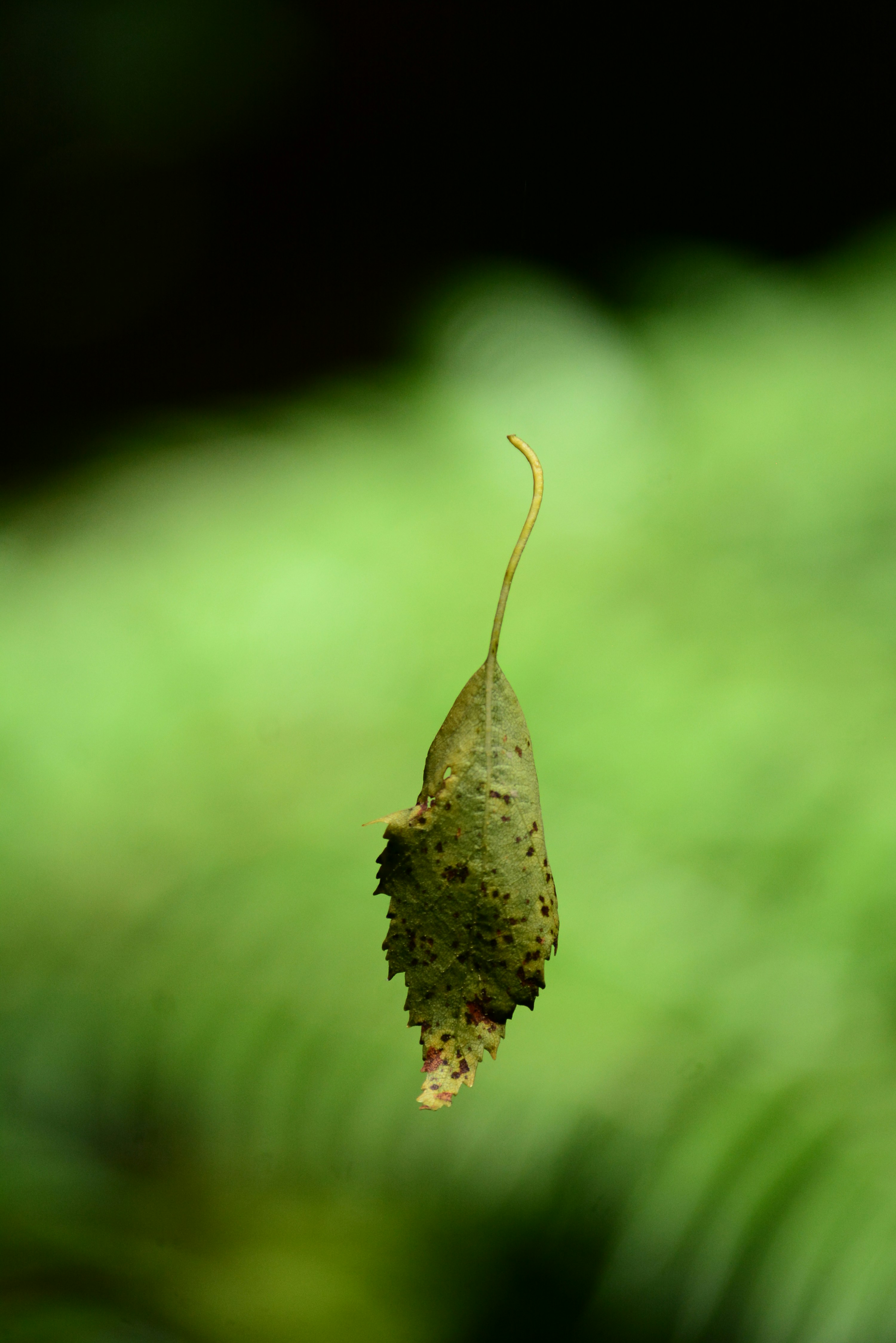 Withering Leaf in a Sea of Green
