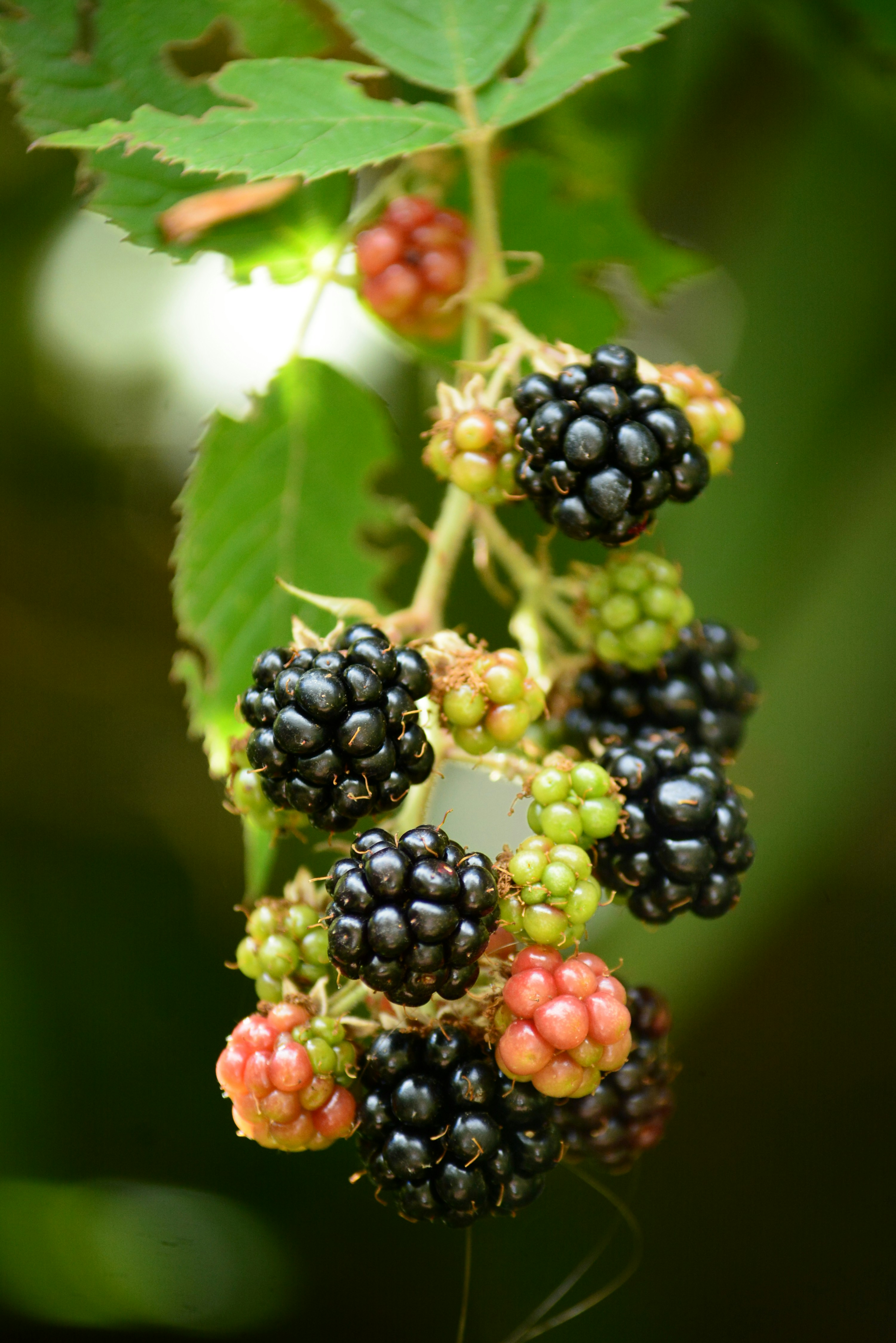 a bunch of berries hanging from a tree