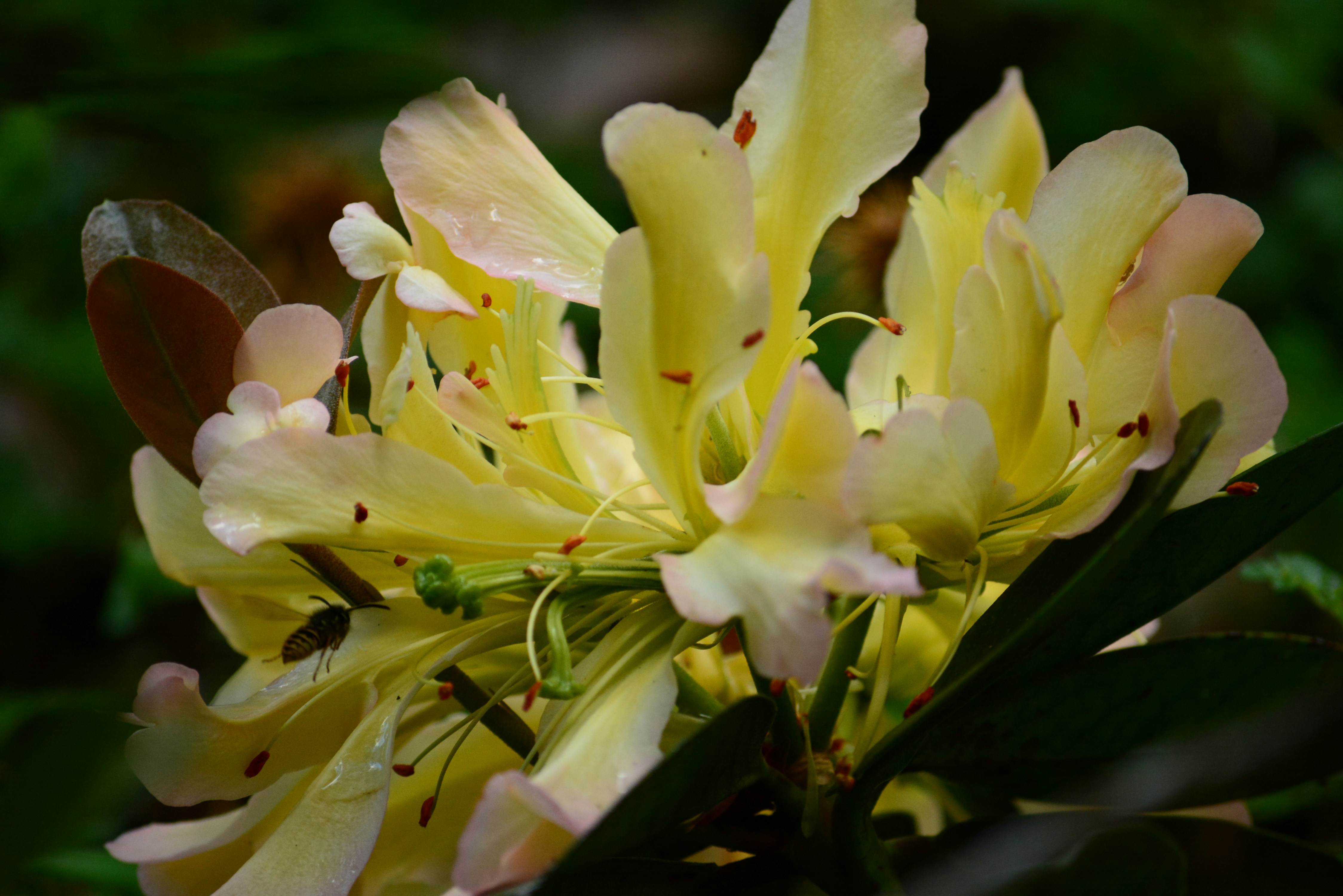 Macro Moment: Sunlit Yellow Rhododendron Bloom in Focus