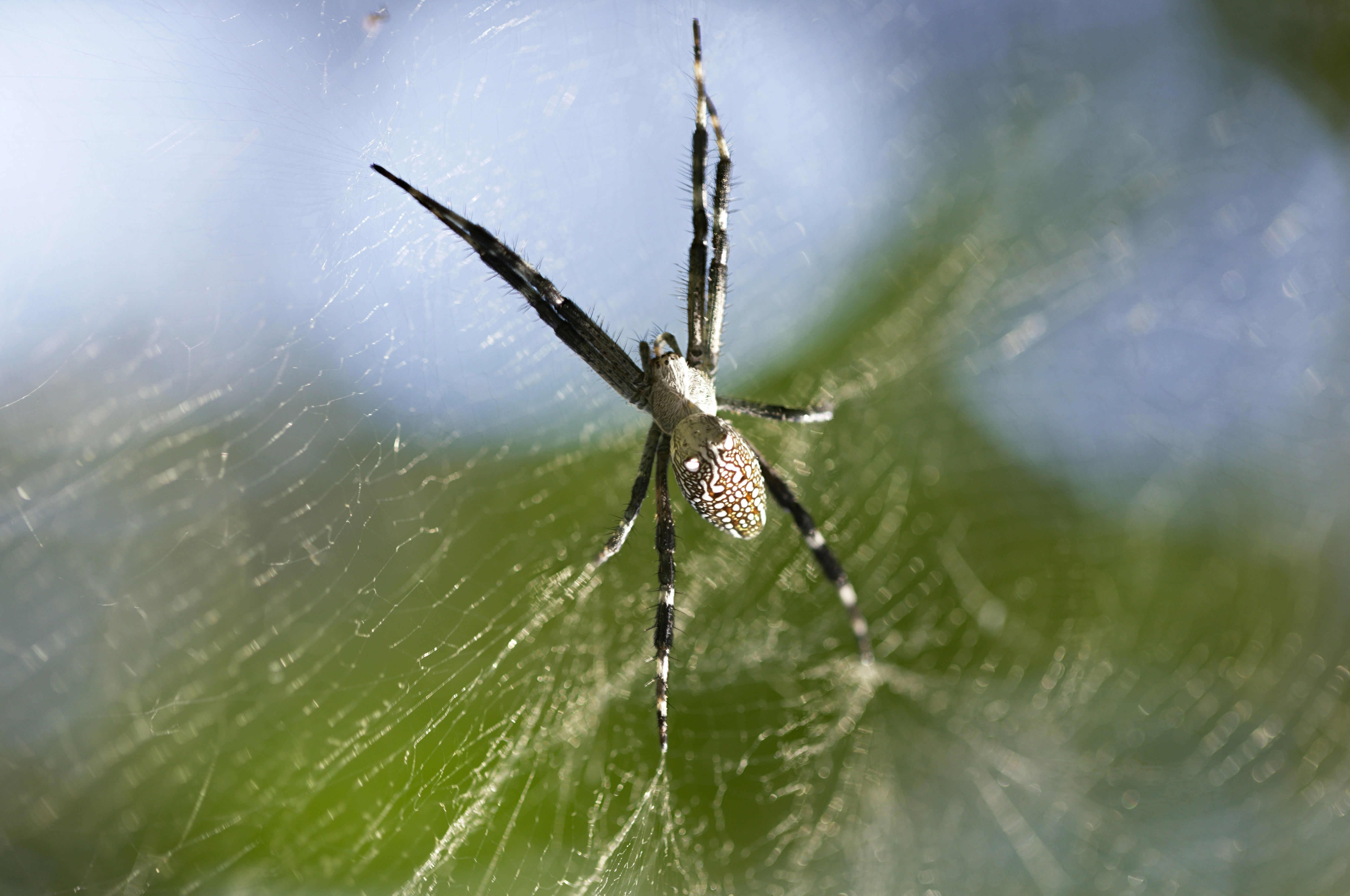 Centered in Silk: A Garden Spider on Its Web